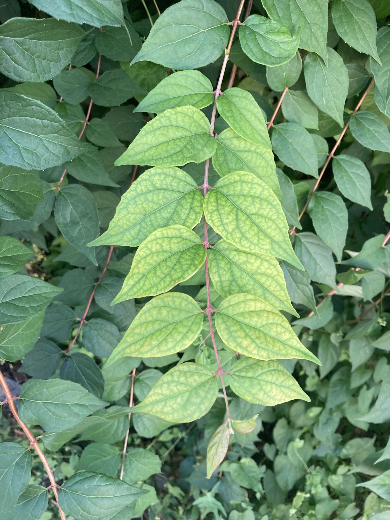 iPhone SE (2nd generation) back camera 3.99mm f/1.8 sample photo ...