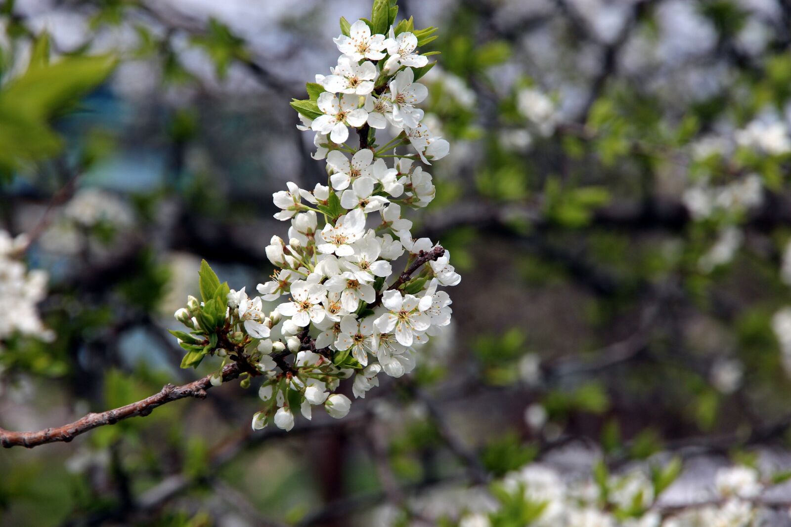 Canon EOS 650D (EOS Rebel T4i / EOS Kiss X6i) sample photo - 1lAYsqzSMa ...