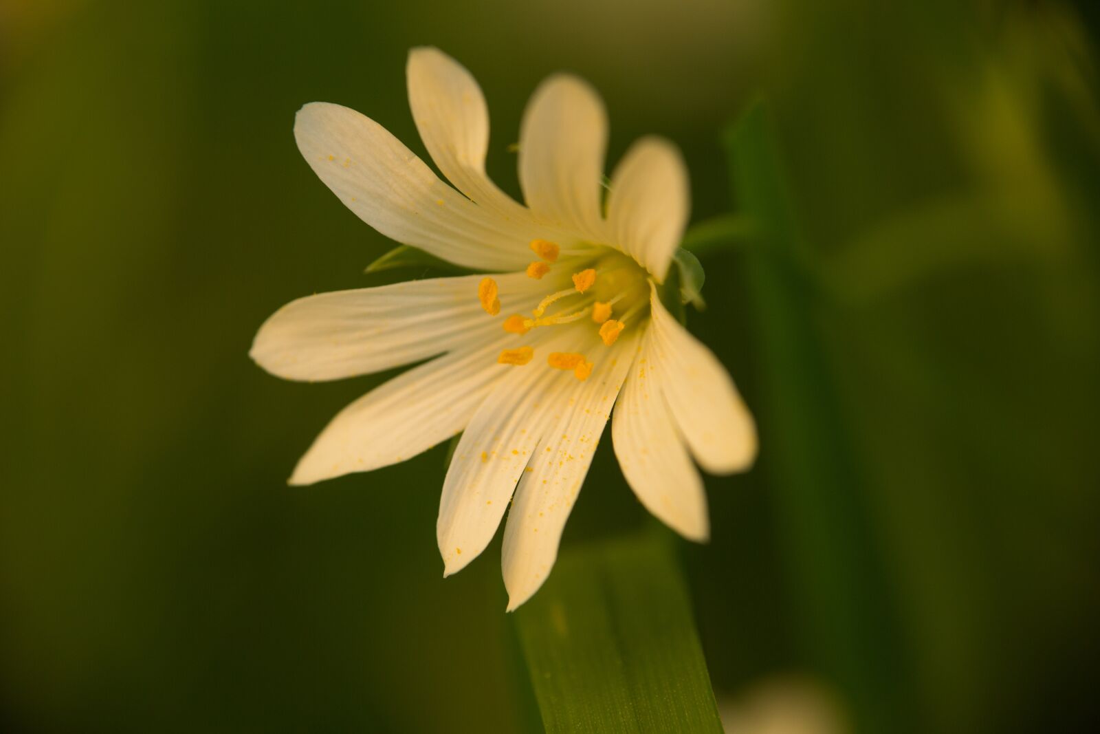 Canon EOS 60D sample photo - 1lKToustnd - ExploreCams