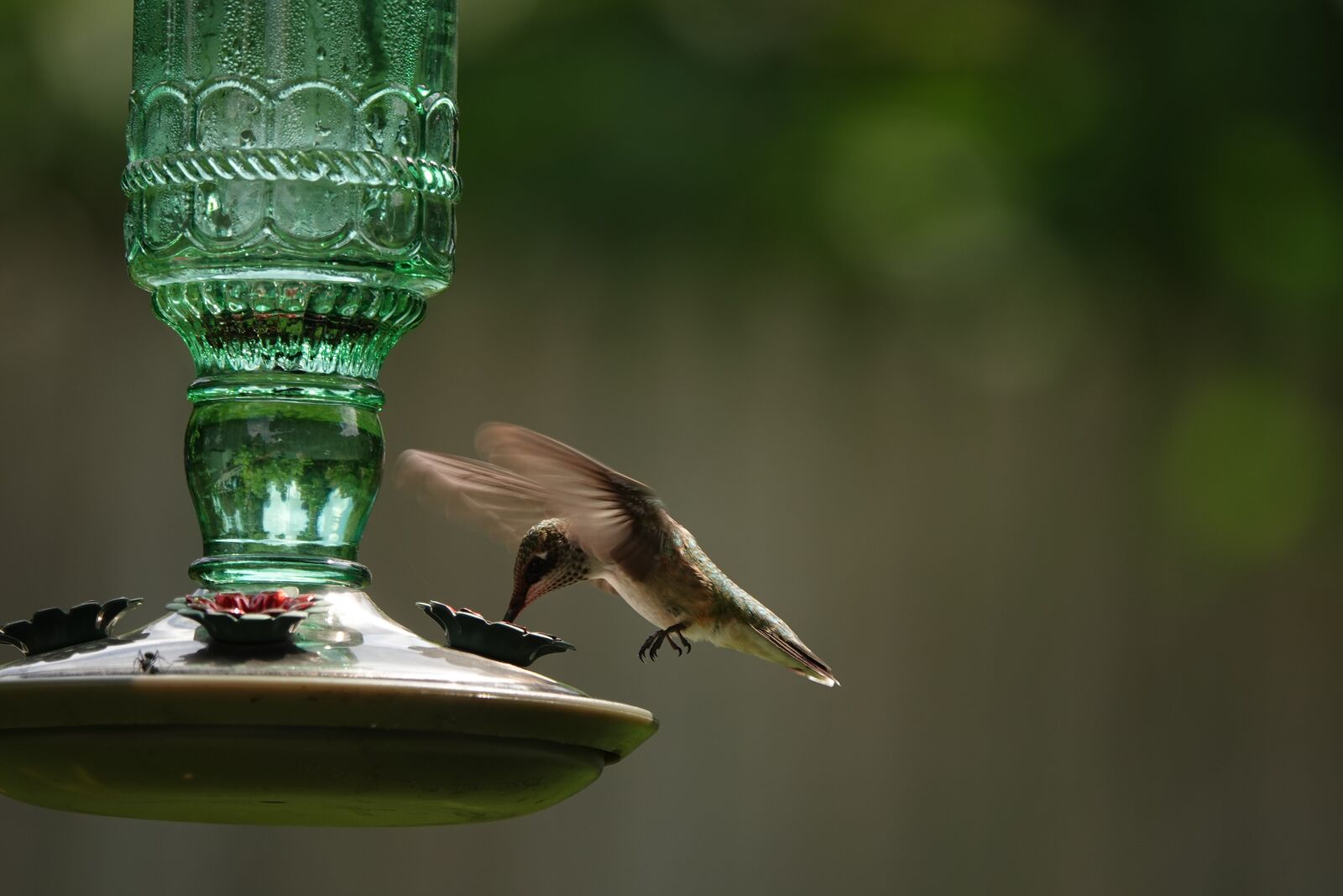 Sony Cyber-shot DSC-RX10 IV sample photo - 24O3H0NwjD - ExploreCams