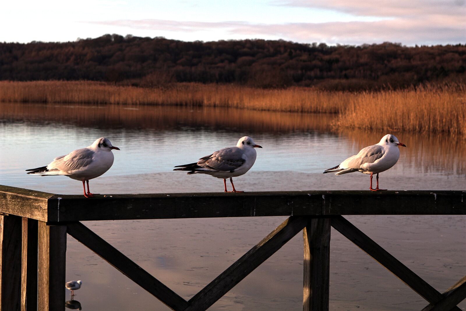 Canon EOS 80D sample photo - 3U0loiCacs - ExploreCams