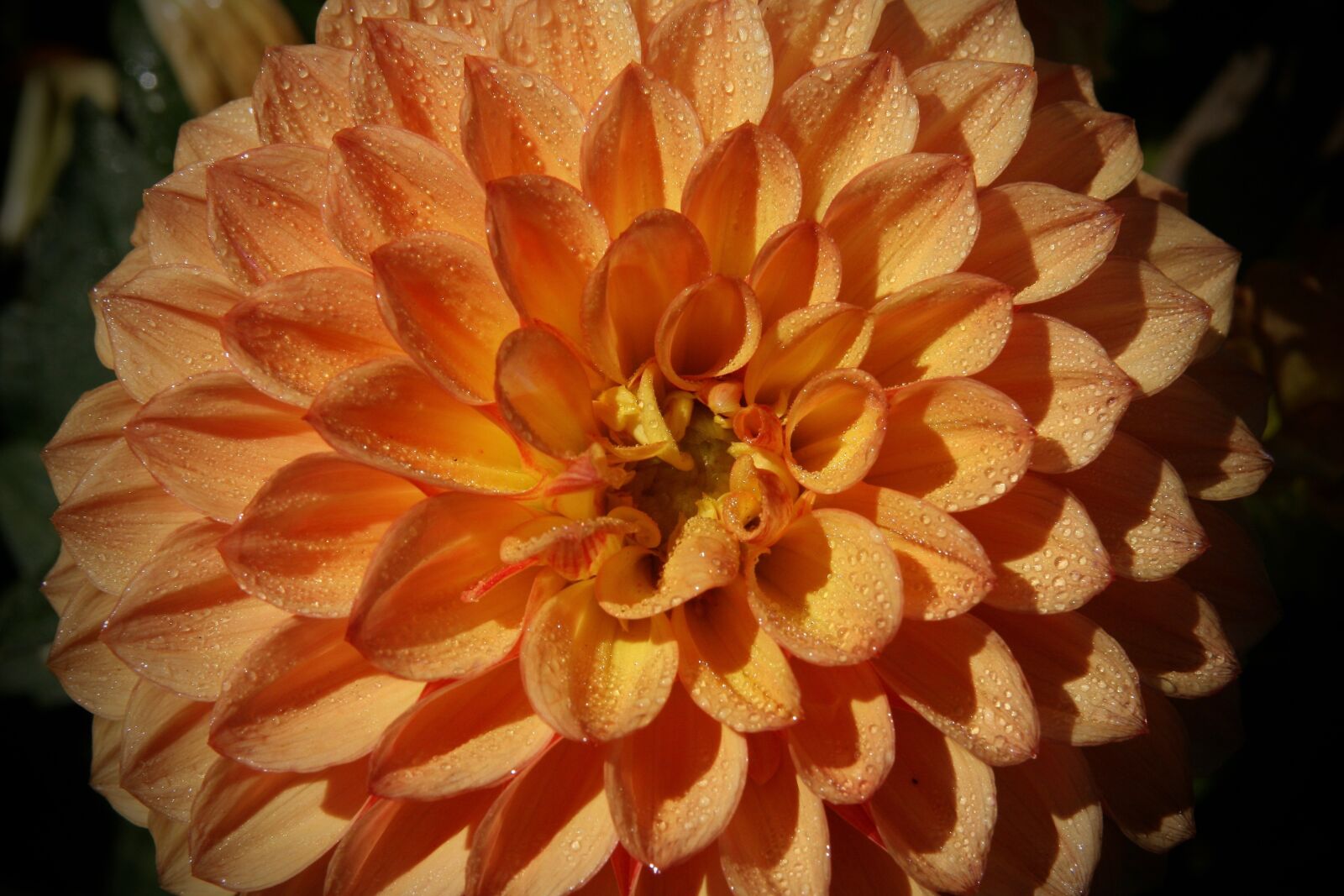 Canon EOS 400D (EOS Digital Rebel XTi / EOS Kiss Digital X) sample ...