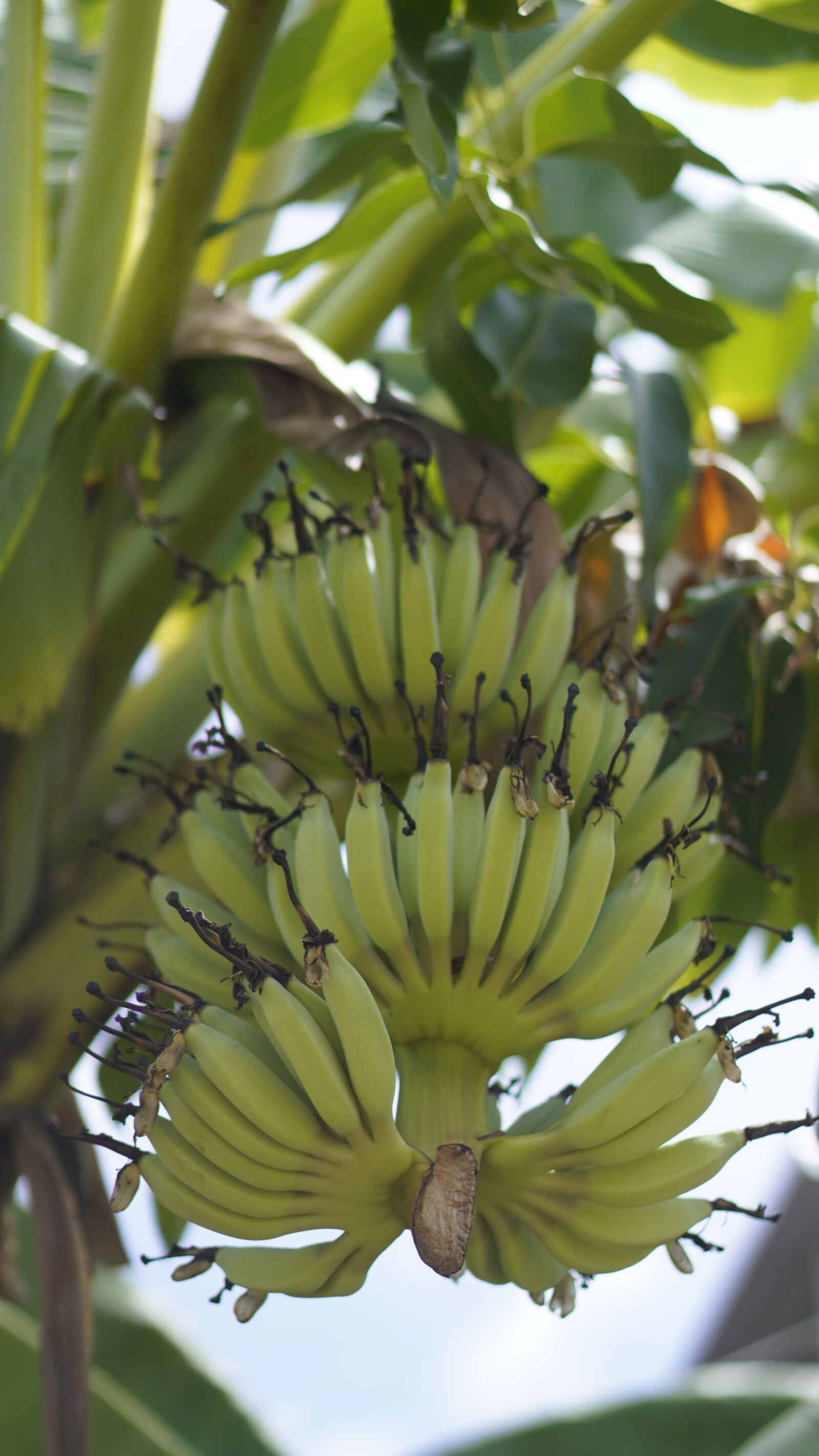 Sony E 50mm F1.8 OSS sample photo - 5ovM4E5ycJ - ExploreCams