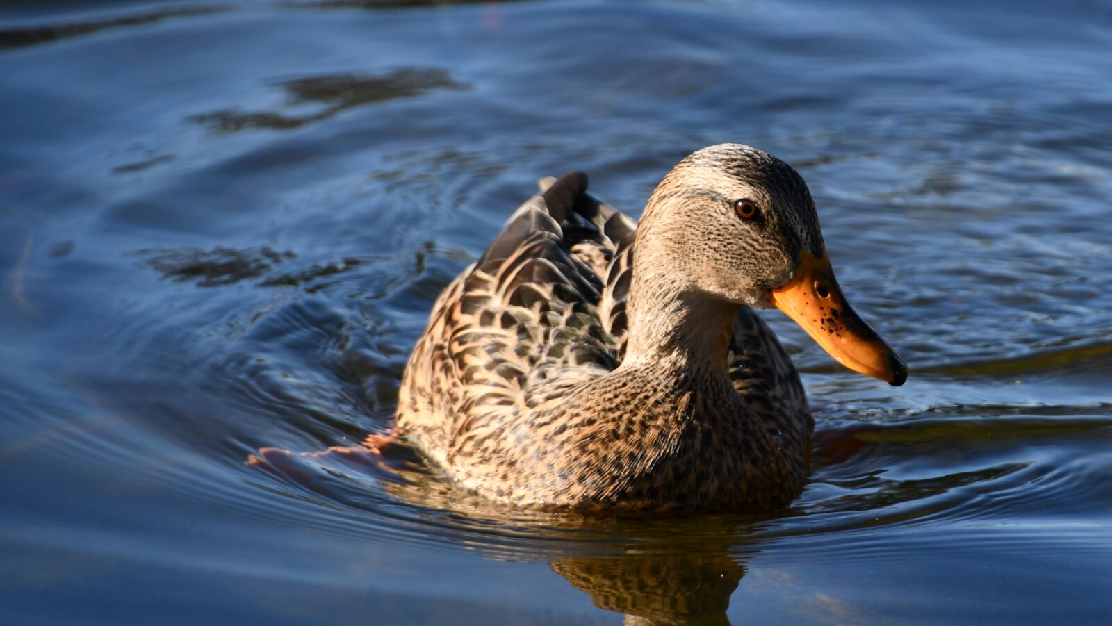 Nikon D7500 sample photo - 7RW5KmR65D - ExploreCams