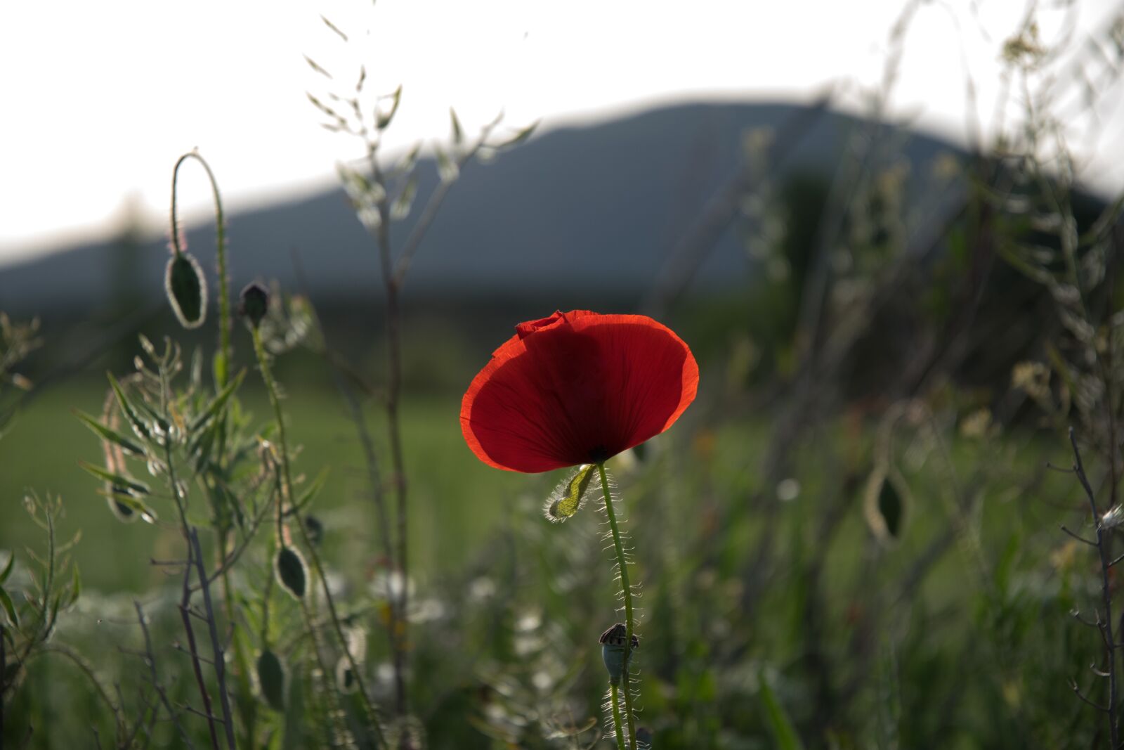 Nikon D5300 sample photo - 9c720hKkKx - ExploreCams