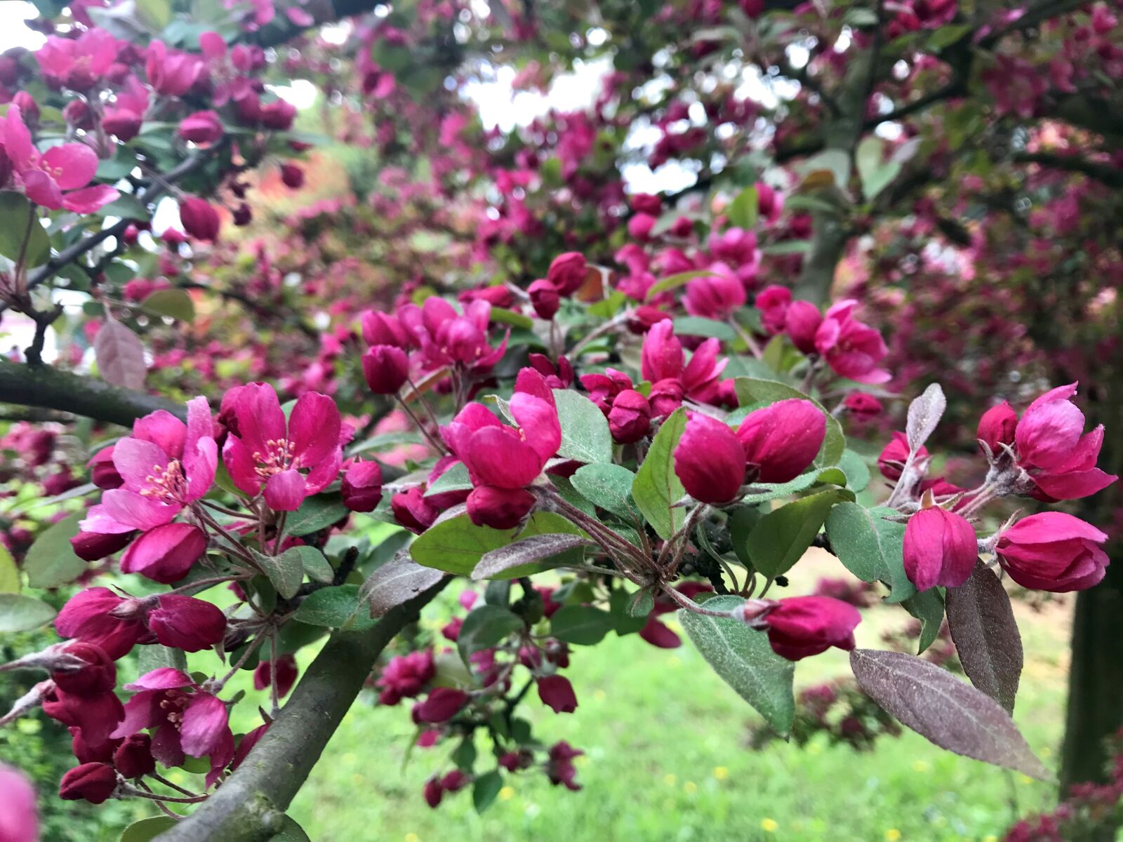 Apple iPhone 7 sample photo - A6JpBOgGSK - ExploreCams