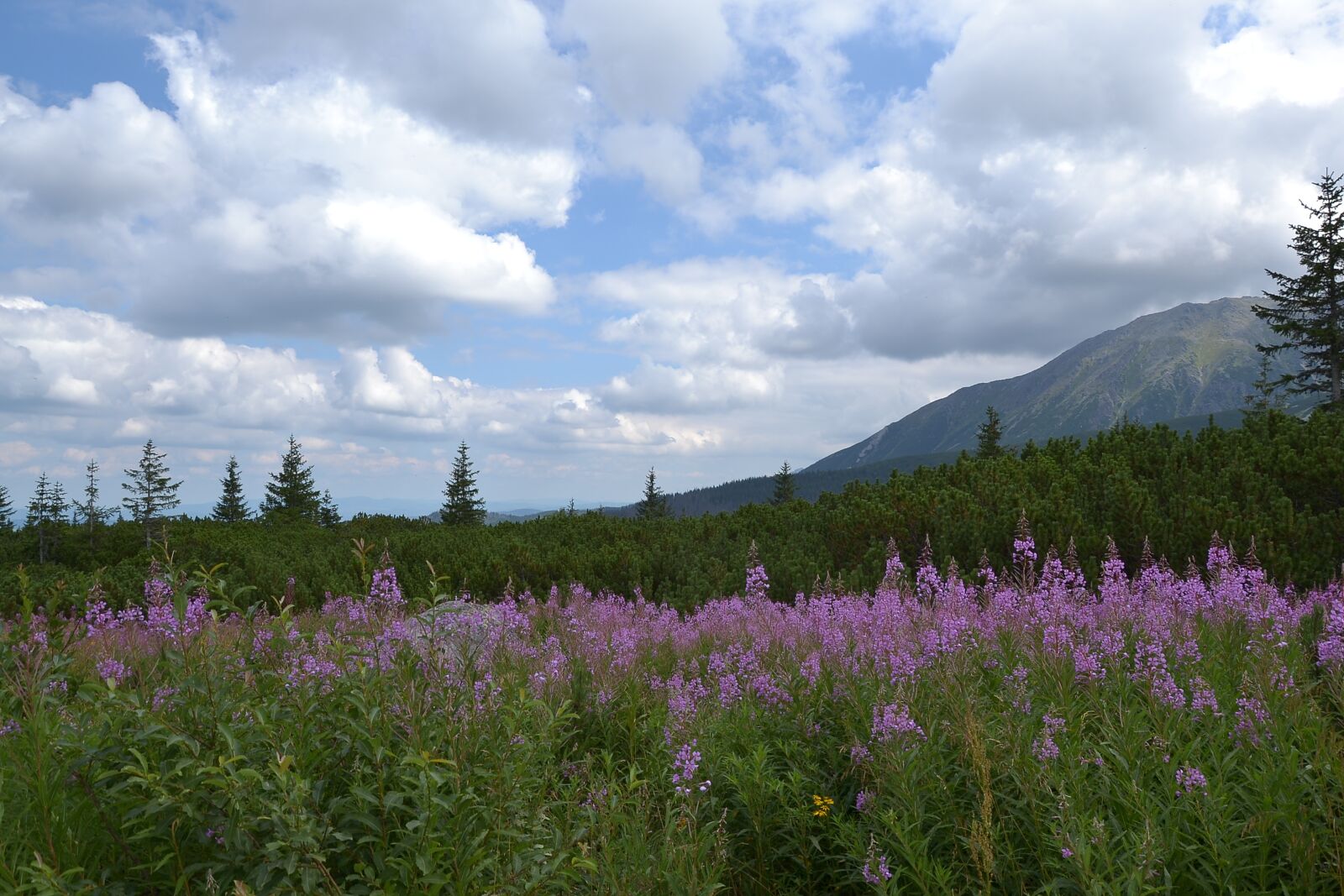 Nikon D3100 sample photo - AvitSVRmwR - ExploreCams