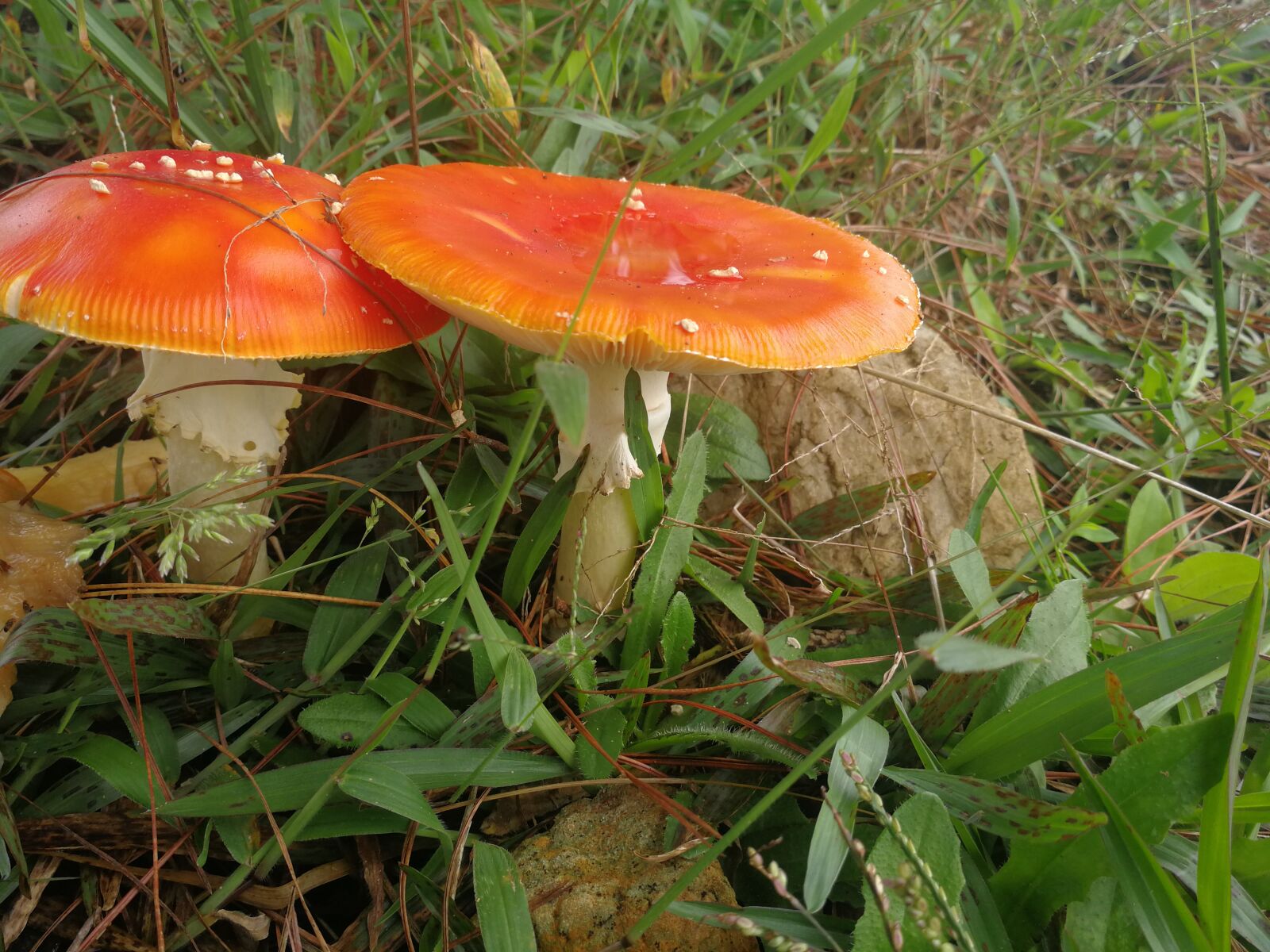 HUAWEI MHA-L29 sample photo - Bp15UoJAUF - ExploreCams