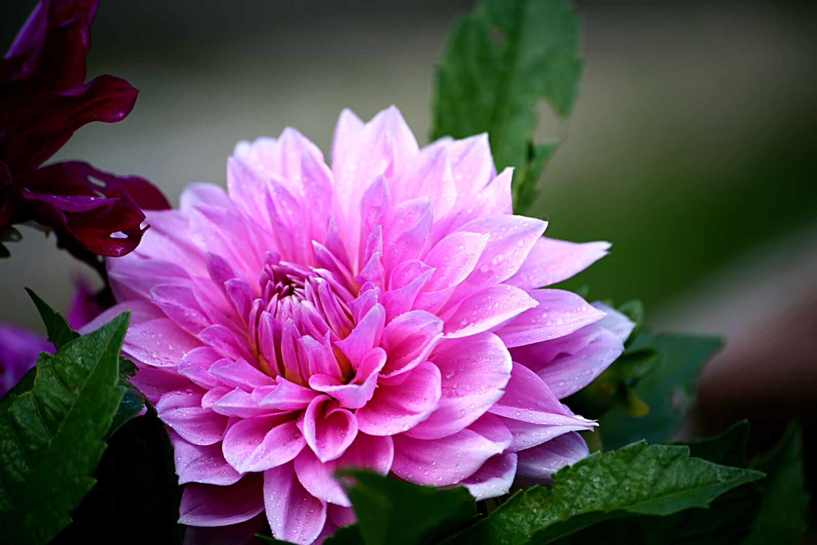 Canon EOS 6D sample photo - FTrArpcbDc - ExploreCams
