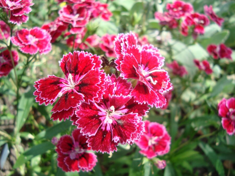 Sony Cyber-shot DSC-W110 sample photo - GkPJlXstAV - ExploreCams
