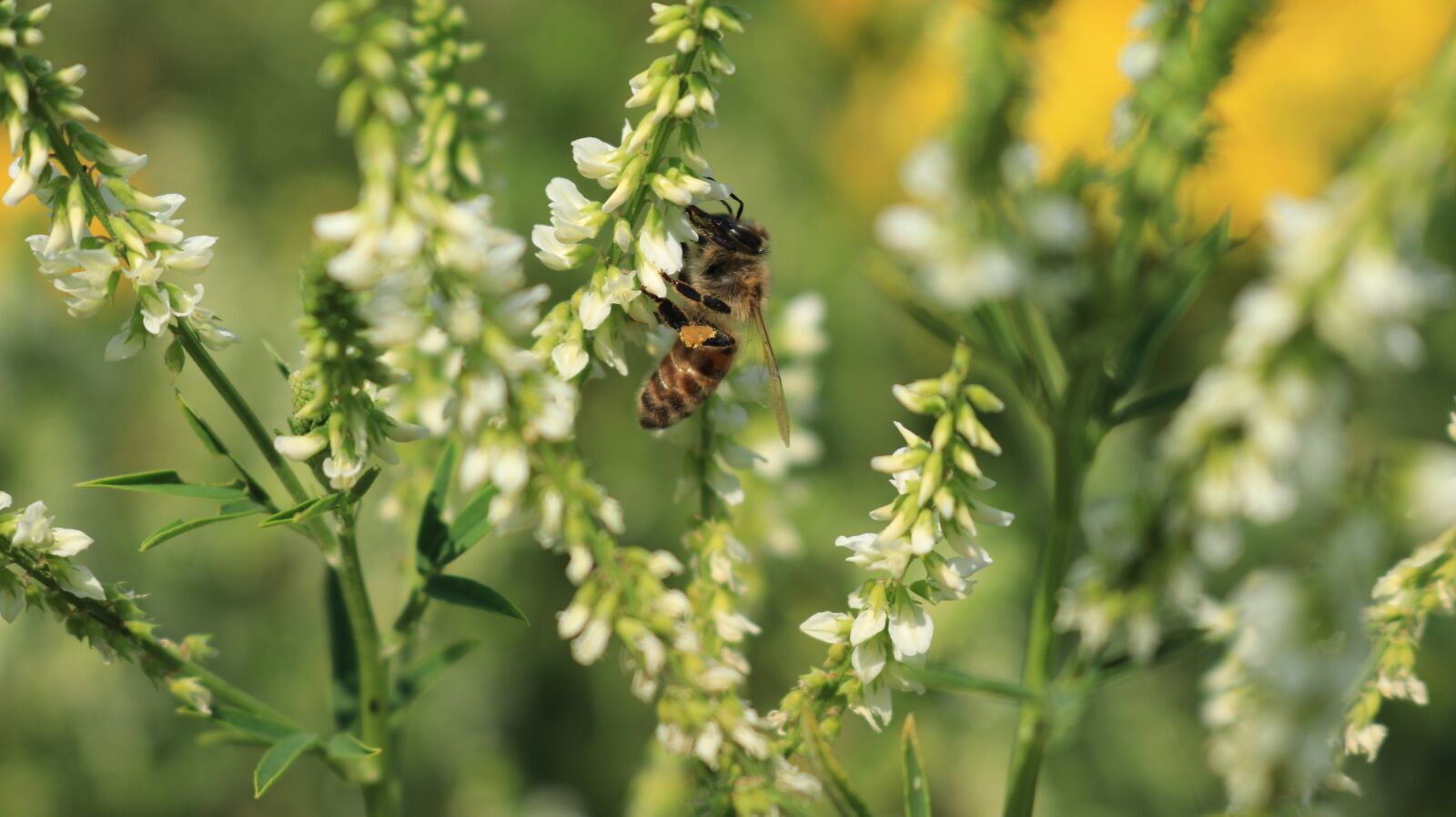 Canon EOS 80D sample photo - GlVaR7U6jB - ExploreCams