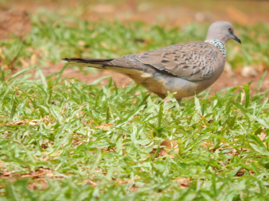 Nikon Coolpix L830 sample photo - GnBFh3pEJu - ExploreCams