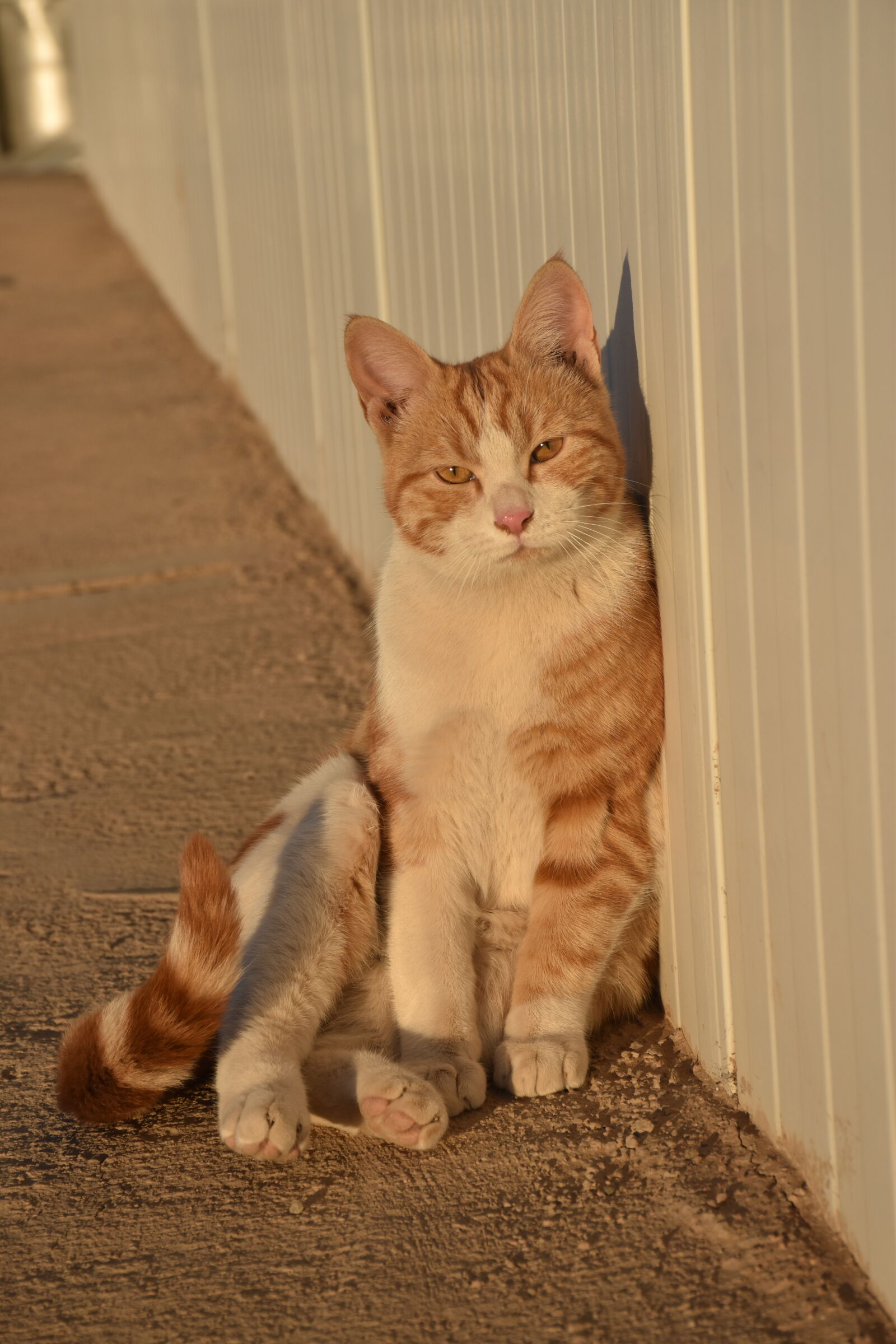 Nikon D5600 sample photo - JMAKFMPowI - ExploreCams