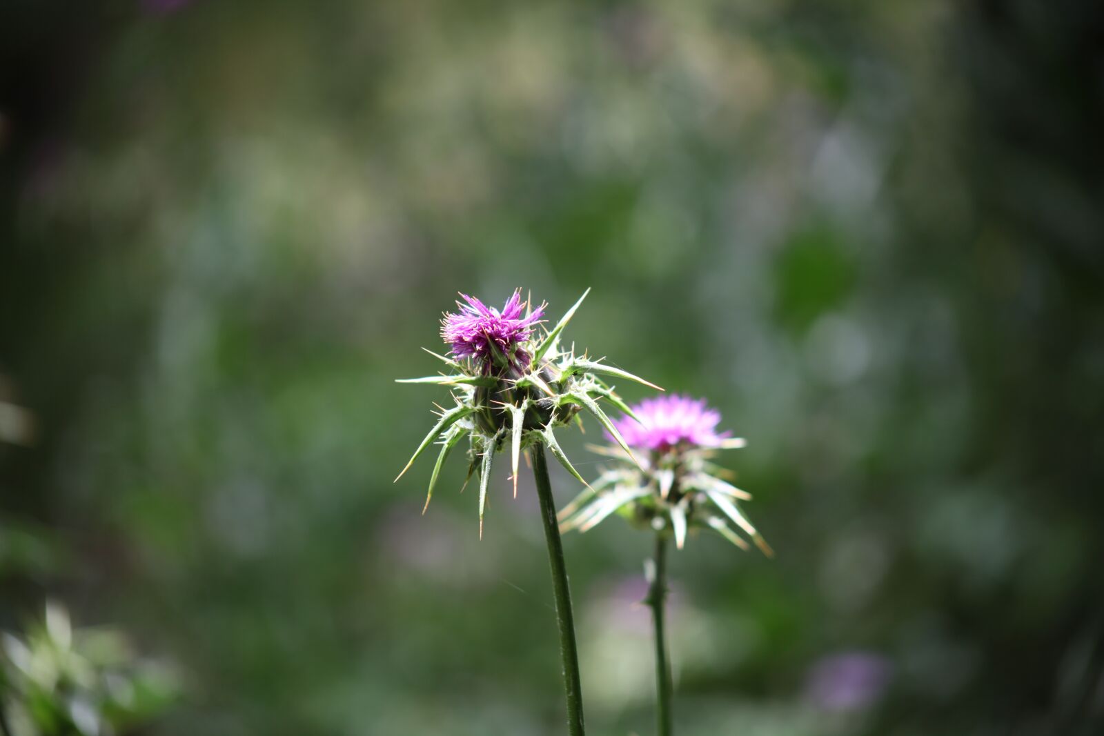 Canon EOS 5D Mark II sample photo - KbT7XJdrMS - ExploreCams