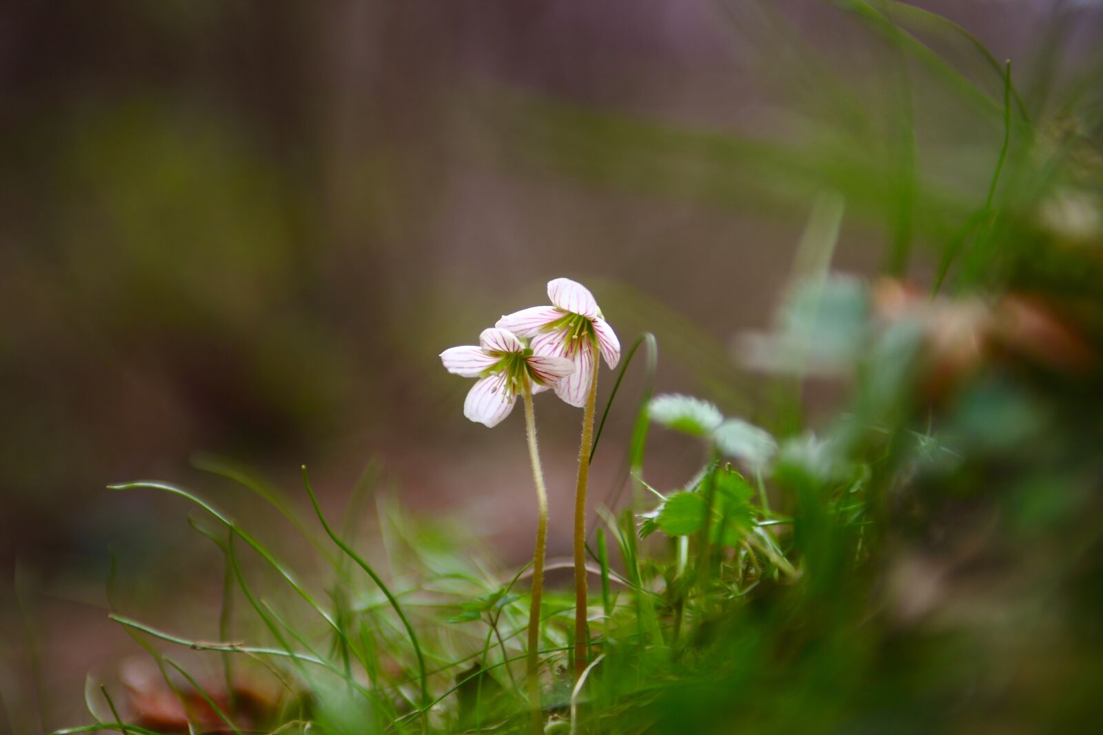 Canon EOS 5D Mark II sample photo - NvBEO73uMT - ExploreCams
