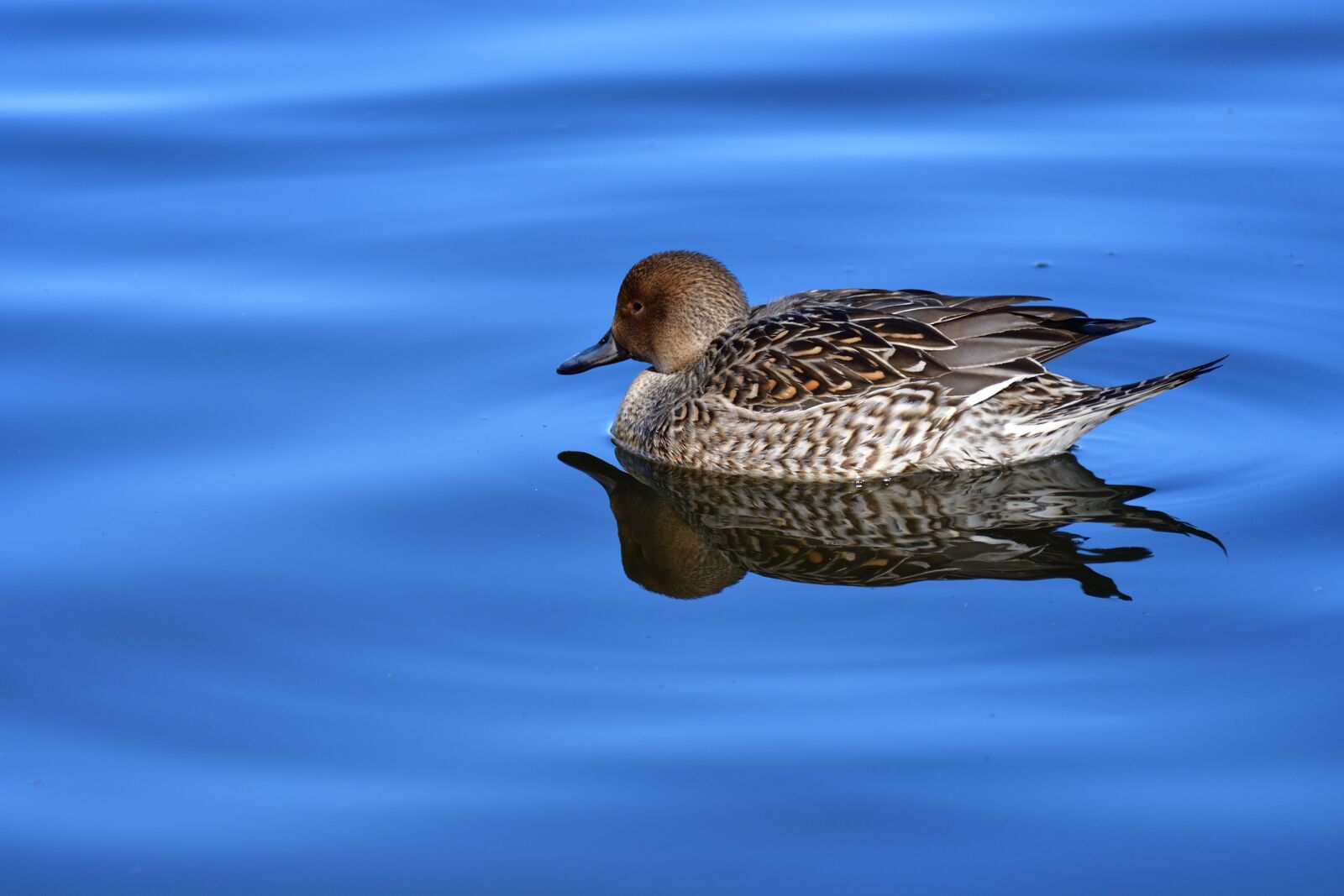 Nikon D500 sample photo - OermiUxbWg - ExploreCams