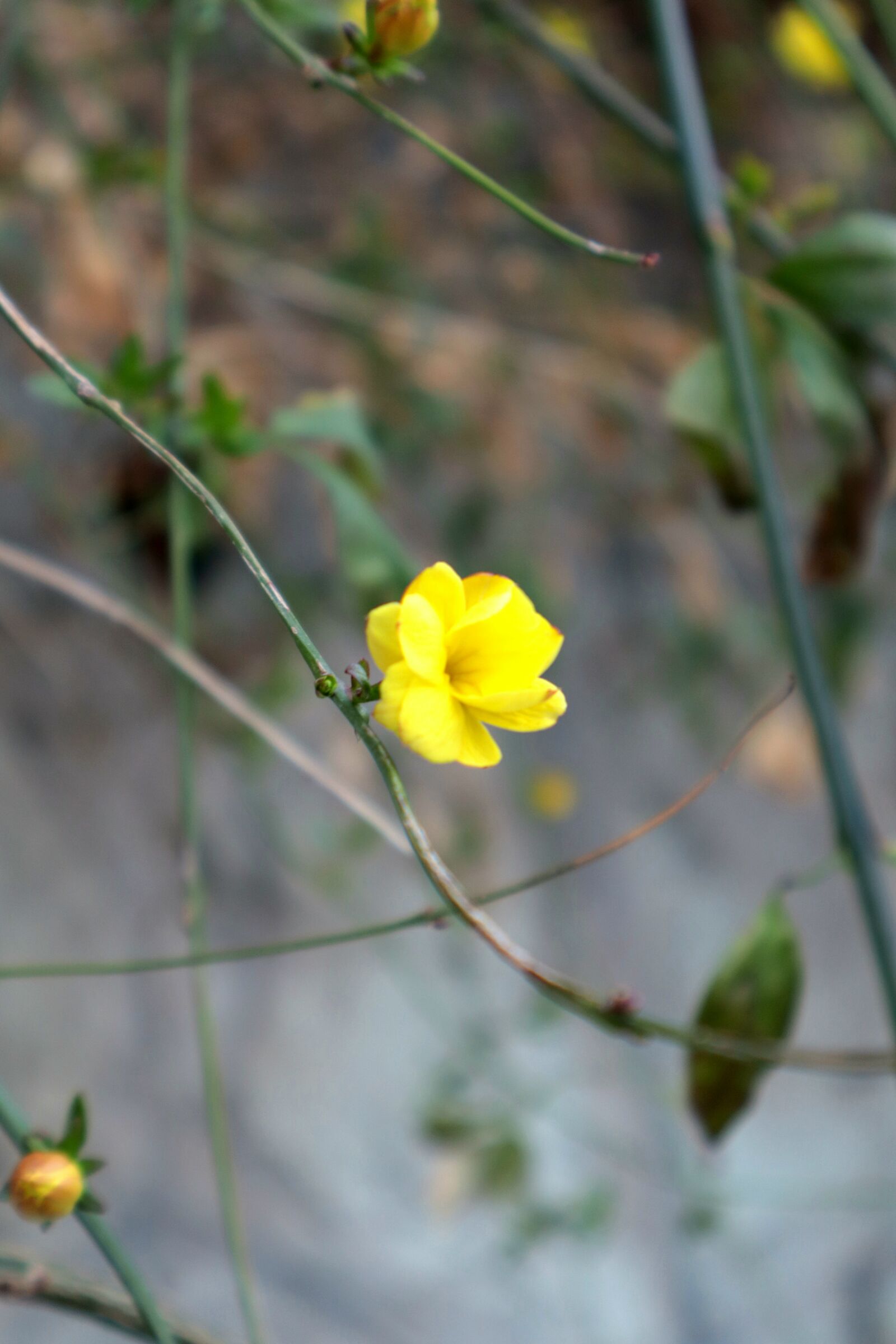 Canon EOS R100 sample photo - OpRABLOe2z - ExploreCams