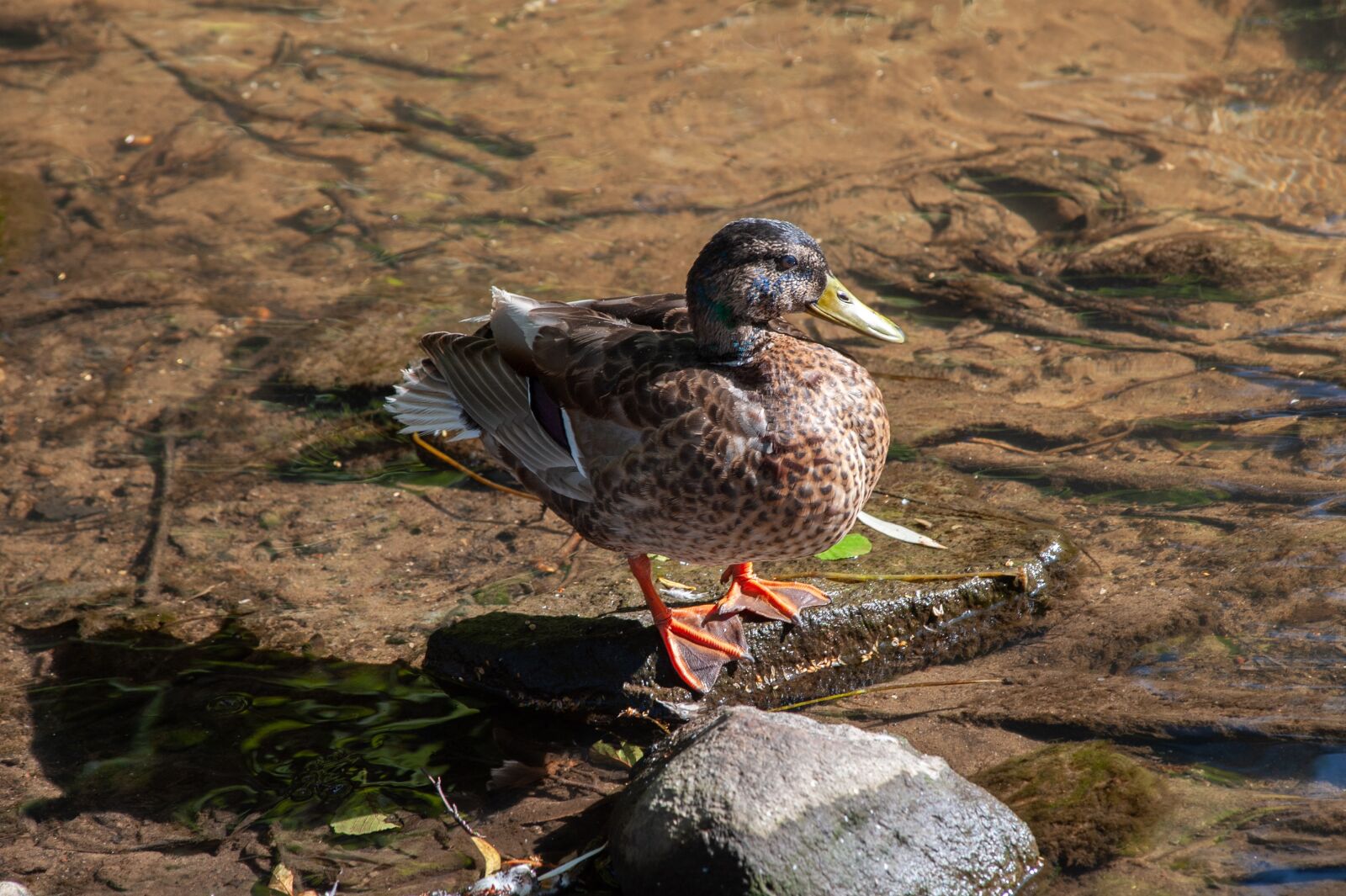 Nikon D700 sample photo - P5CZWdfpfe - ExploreCams