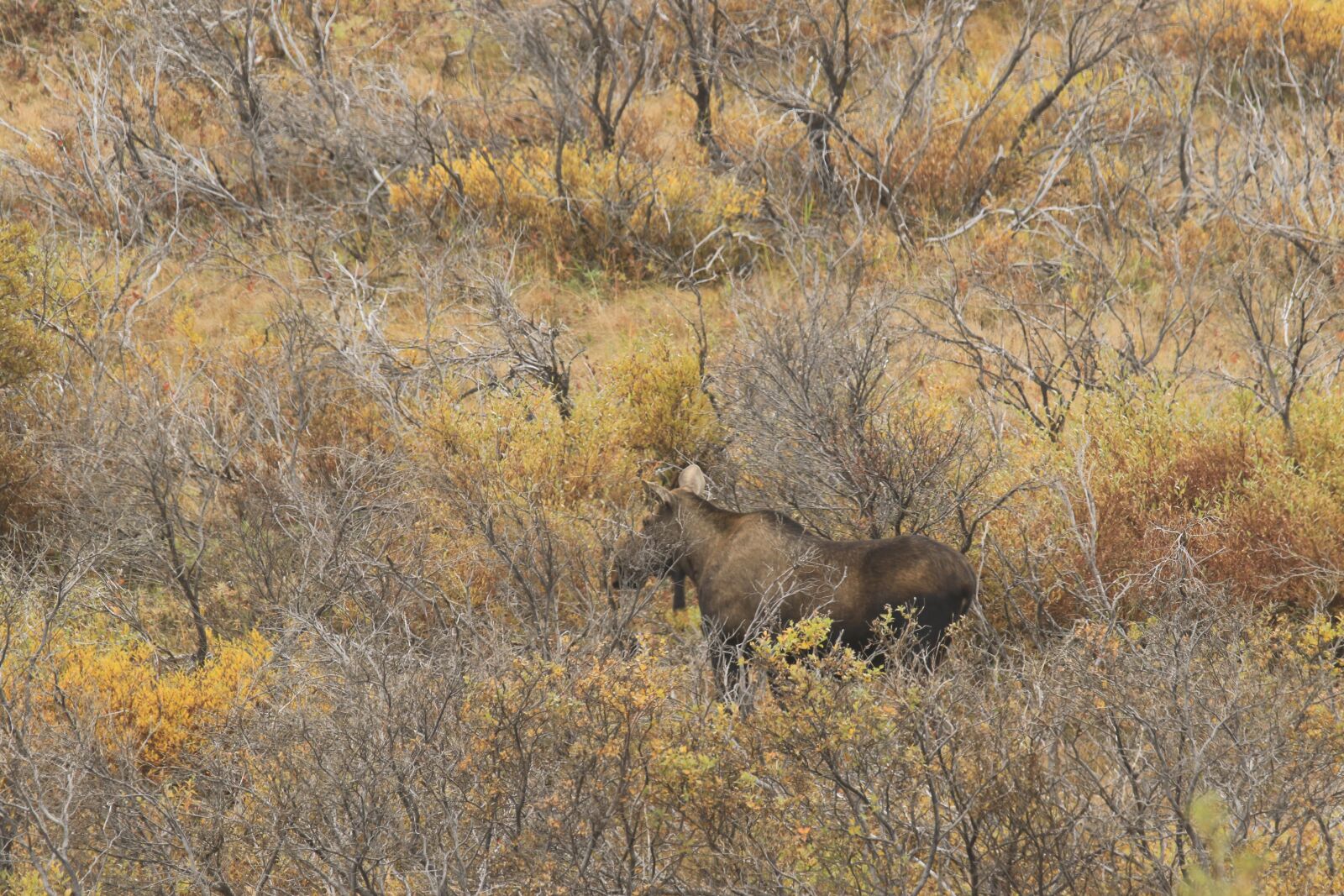 Tamron SP 150-600mm F5-6.3 Di VC USD G2 sample photo - QPWZSPztyv ...