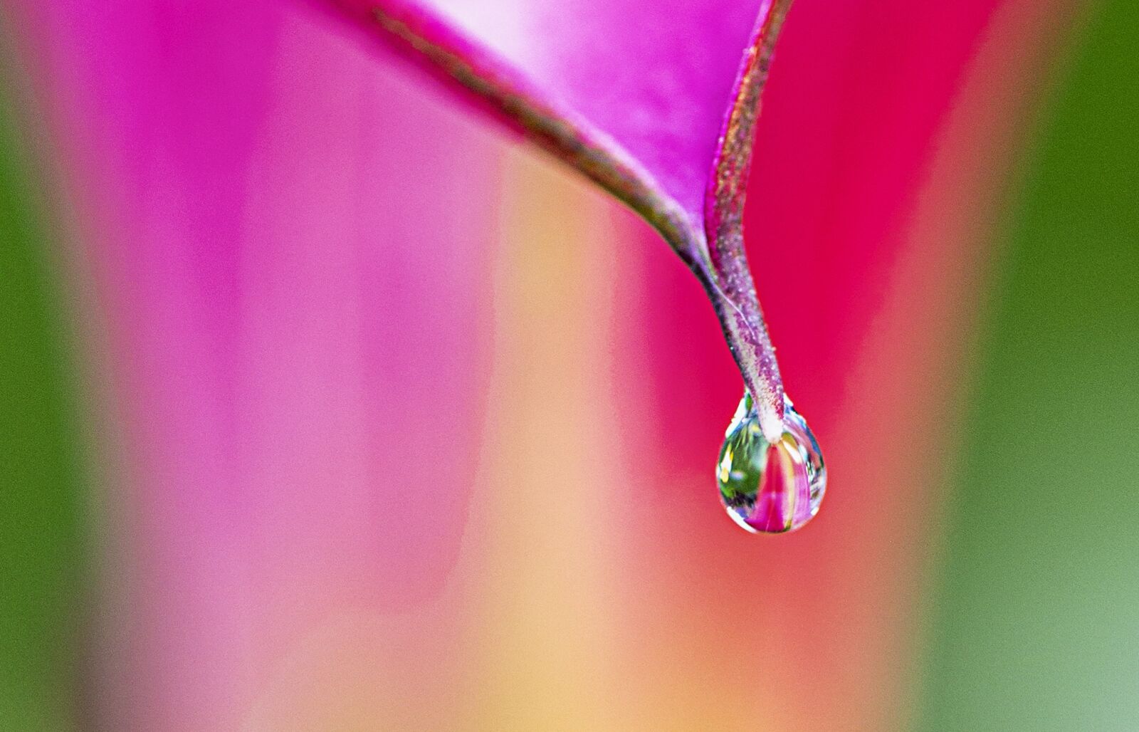 Nikon D610 sample photo - QuYgSsnsOm - ExploreCams