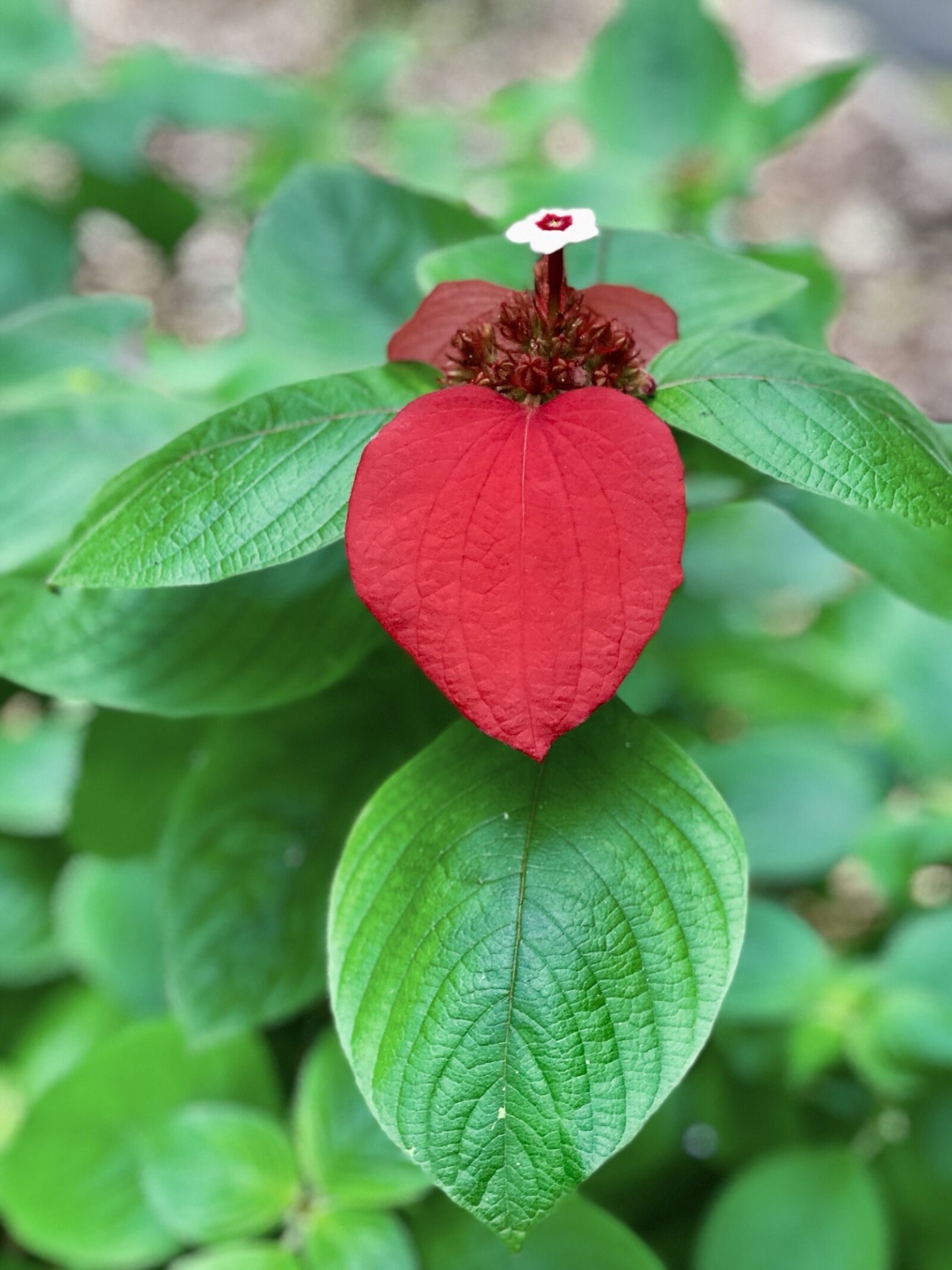 Apple iPhone 7 Plus sample photo - RJtiNwuhUm - ExploreCams