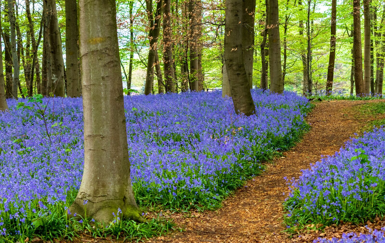 Canon EOS 80D sample photo - SACrzz3UAt - ExploreCams