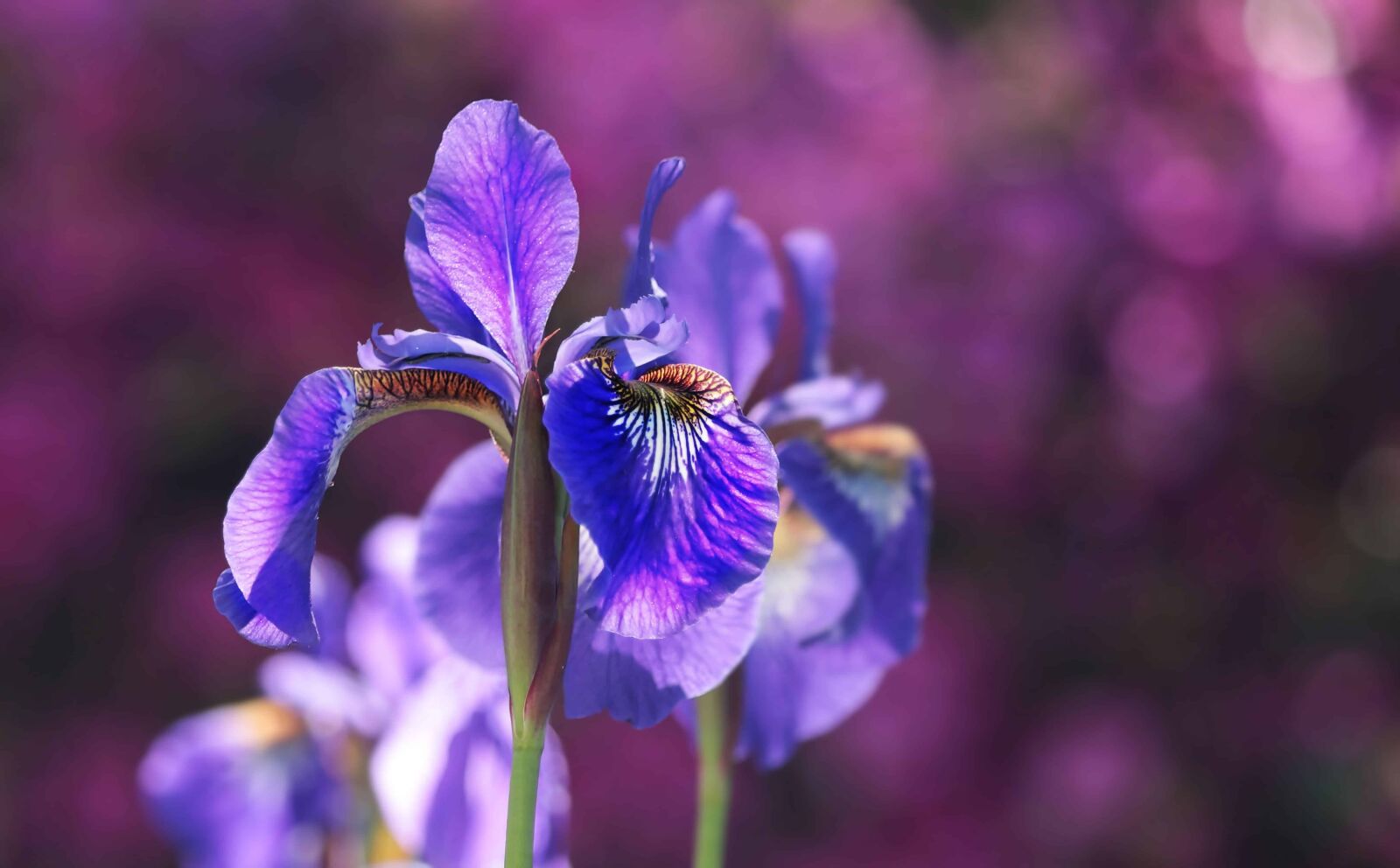 Canon EOS 80D sample photo - SRv9Q2mEZJ - ExploreCams