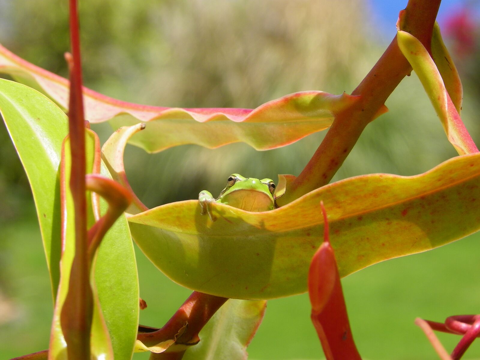 Kodak EASYSHARE Z980 DIGITAL CAMERA sample photo - SkQ50fyOI4 - ExploreCams