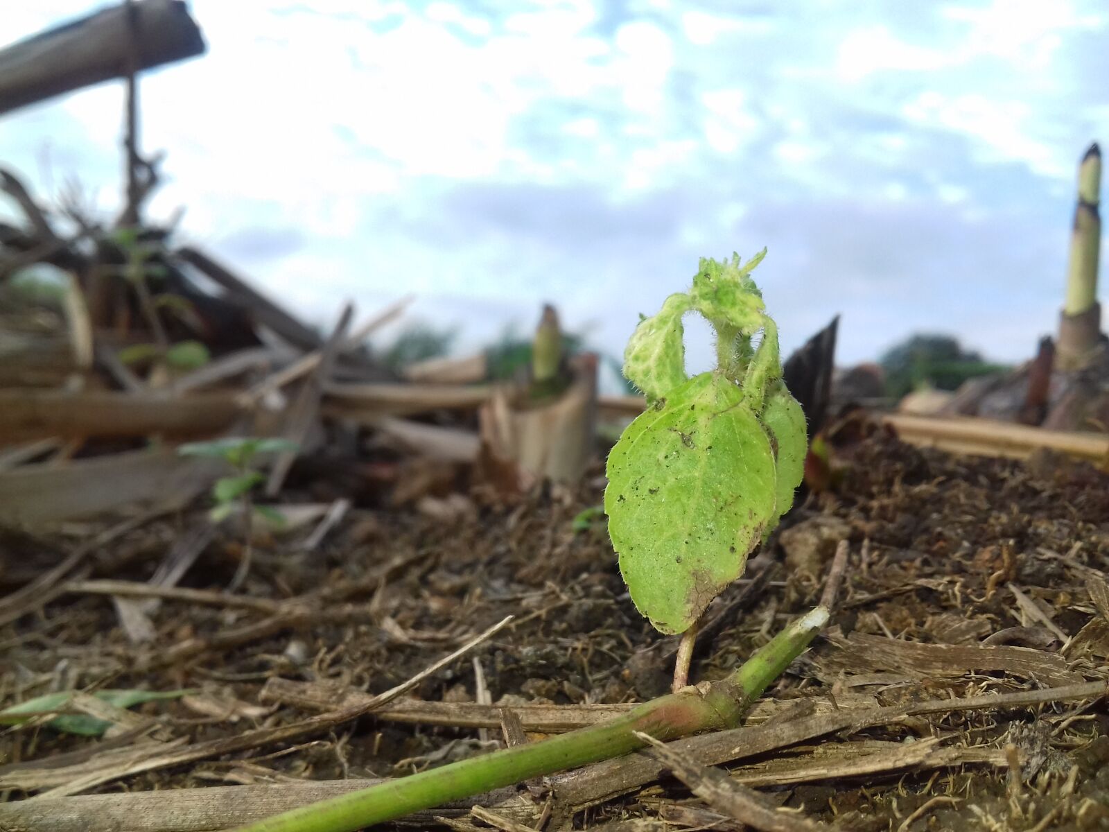 Samsung SM-J210F sample photo - TA7MEyEozP - ExploreCams