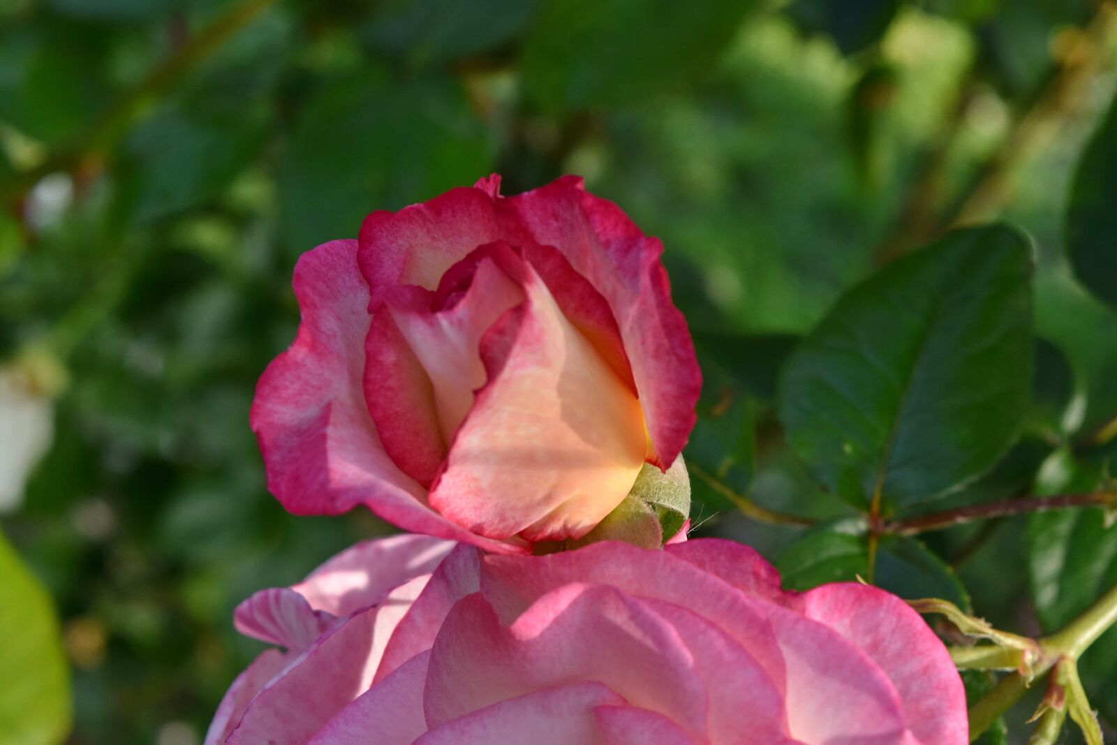 Nikon D5500 sample photo - TRS8RiRiZU - ExploreCams
