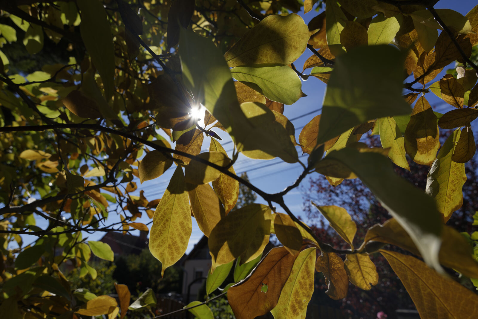 Nikon D7500 sample photo - TfGHdysdq4 - ExploreCams