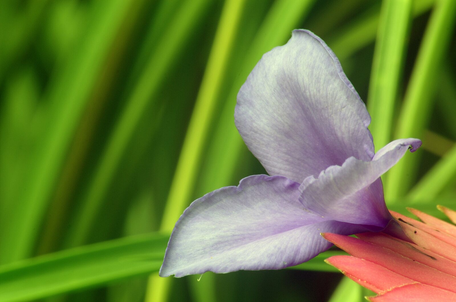 KONICA MINOLTA MAXXUM 5D sample photo - TvnkKJQSq1 - ExploreCams