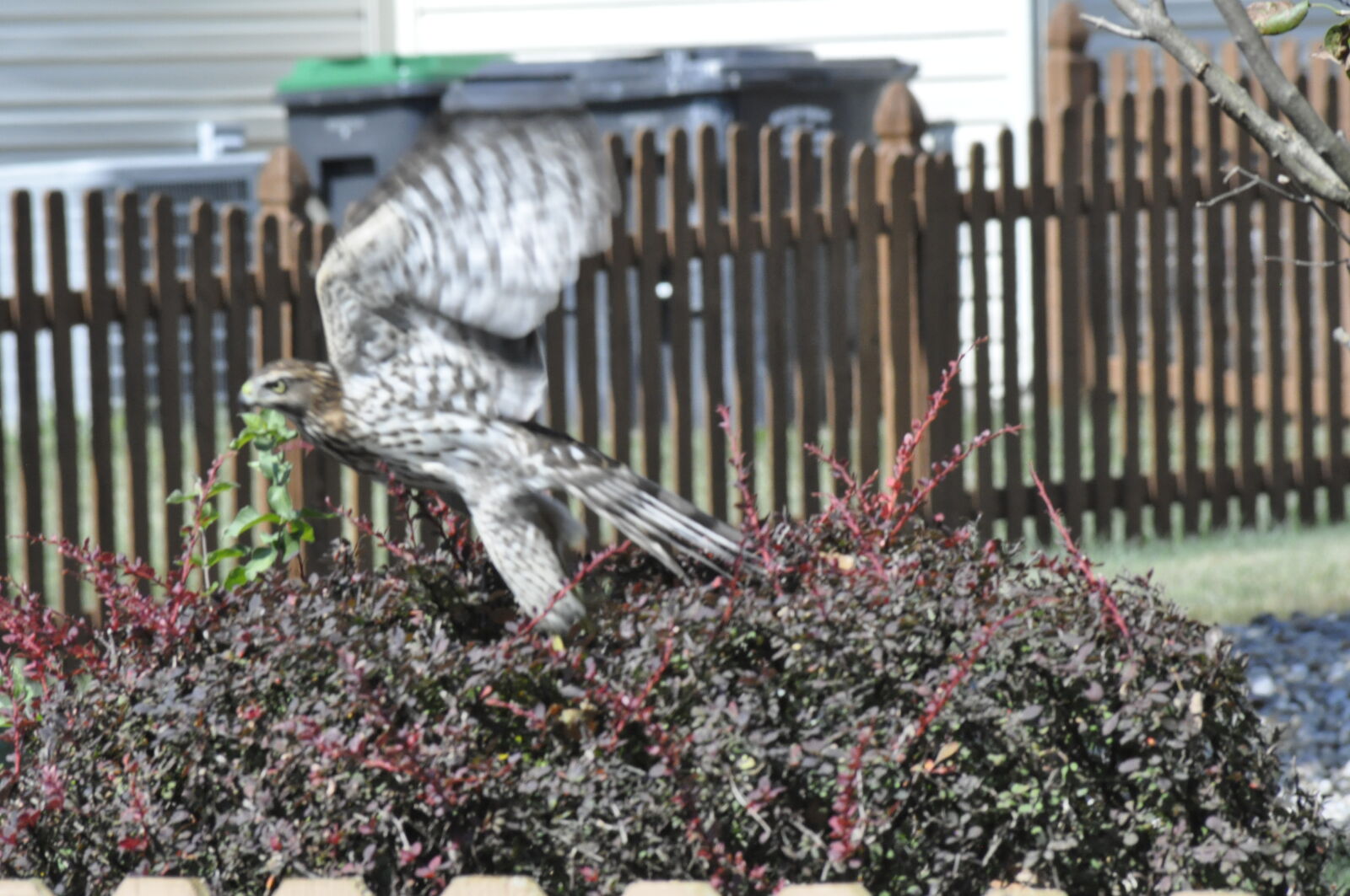 Nikon D5000 sample photo - UJuUYCw9SG - ExploreCams