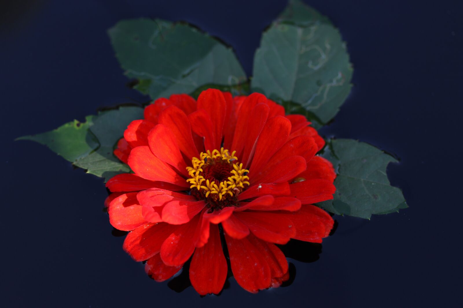 Canon EOS 7D Mark II sample photo - UvcvLaVB7V - ExploreCams