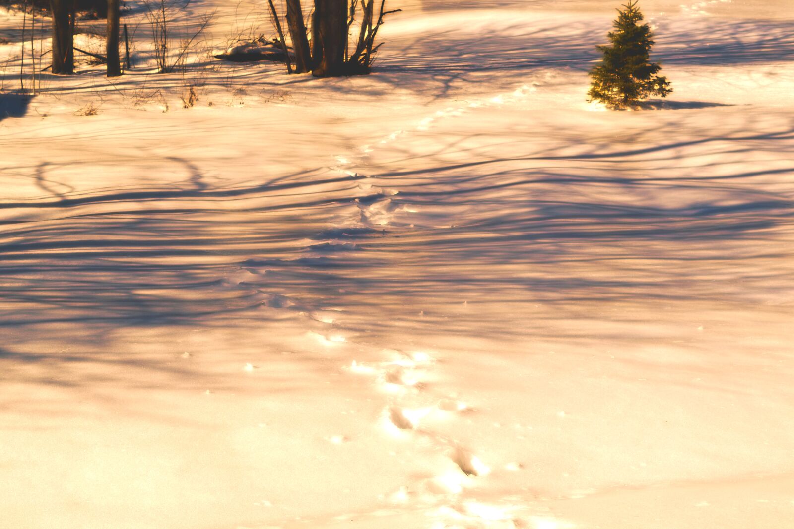 Nikon D3100 sample photo - VIv4gFTmNz - ExploreCams