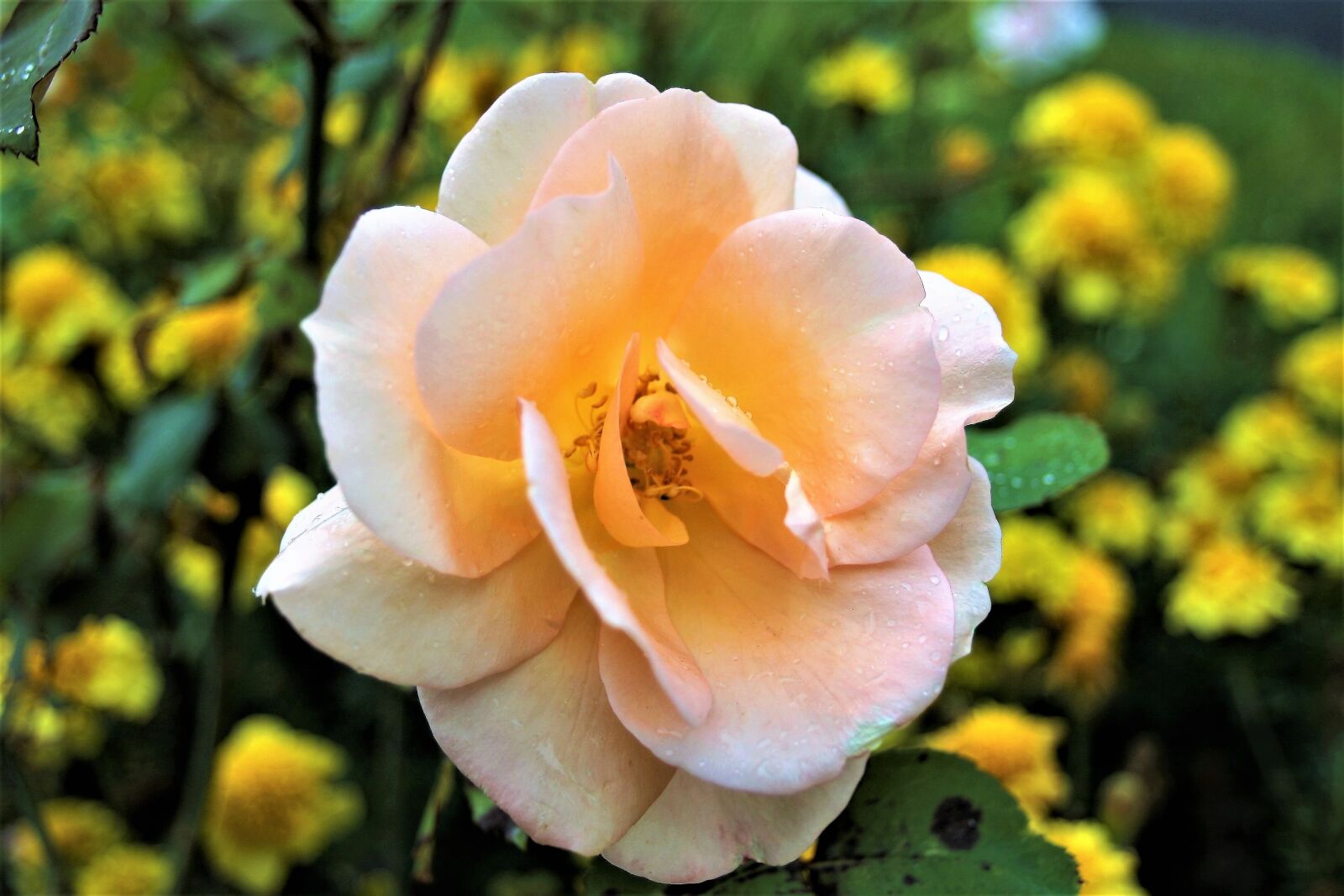 Canon EOS 400D (EOS Digital Rebel XTi / EOS Kiss Digital X) sample ...