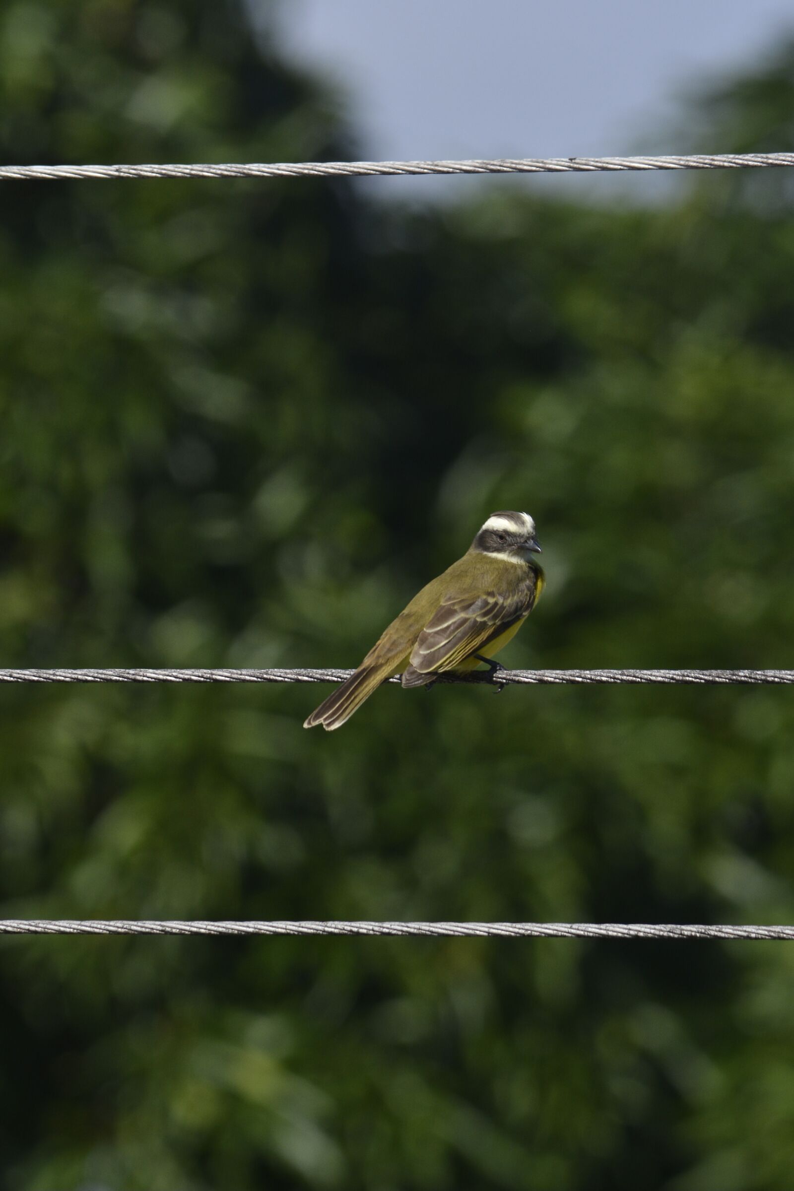 Nikon D5200 sample photo - Y7slxXsRKz - ExploreCams