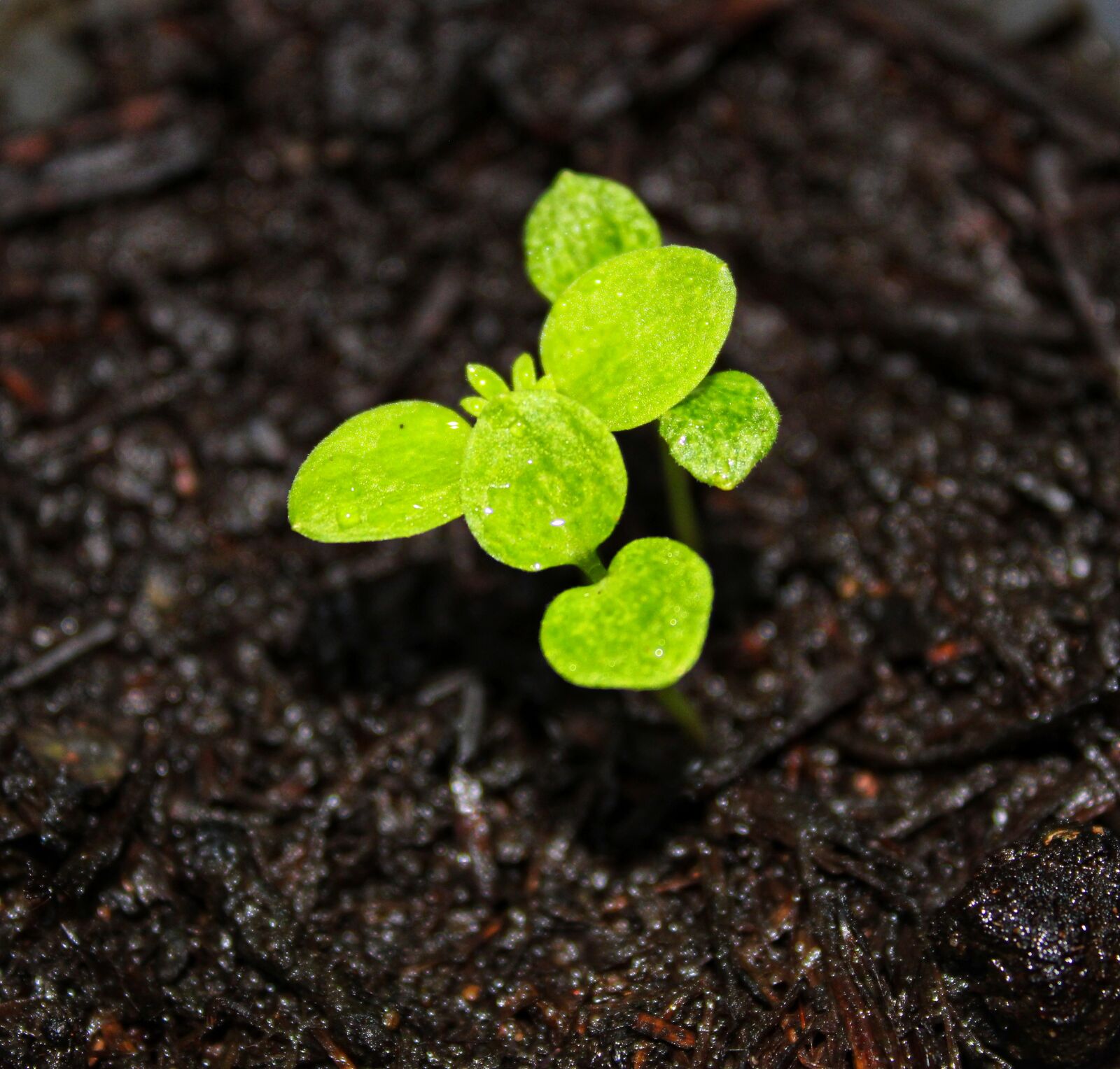 Canon EOS 2000D (EOS Rebel T7 / EOS Kiss X90 / EOS 1500D) sample photo - Zi5ShvXL8I - ExploreCams