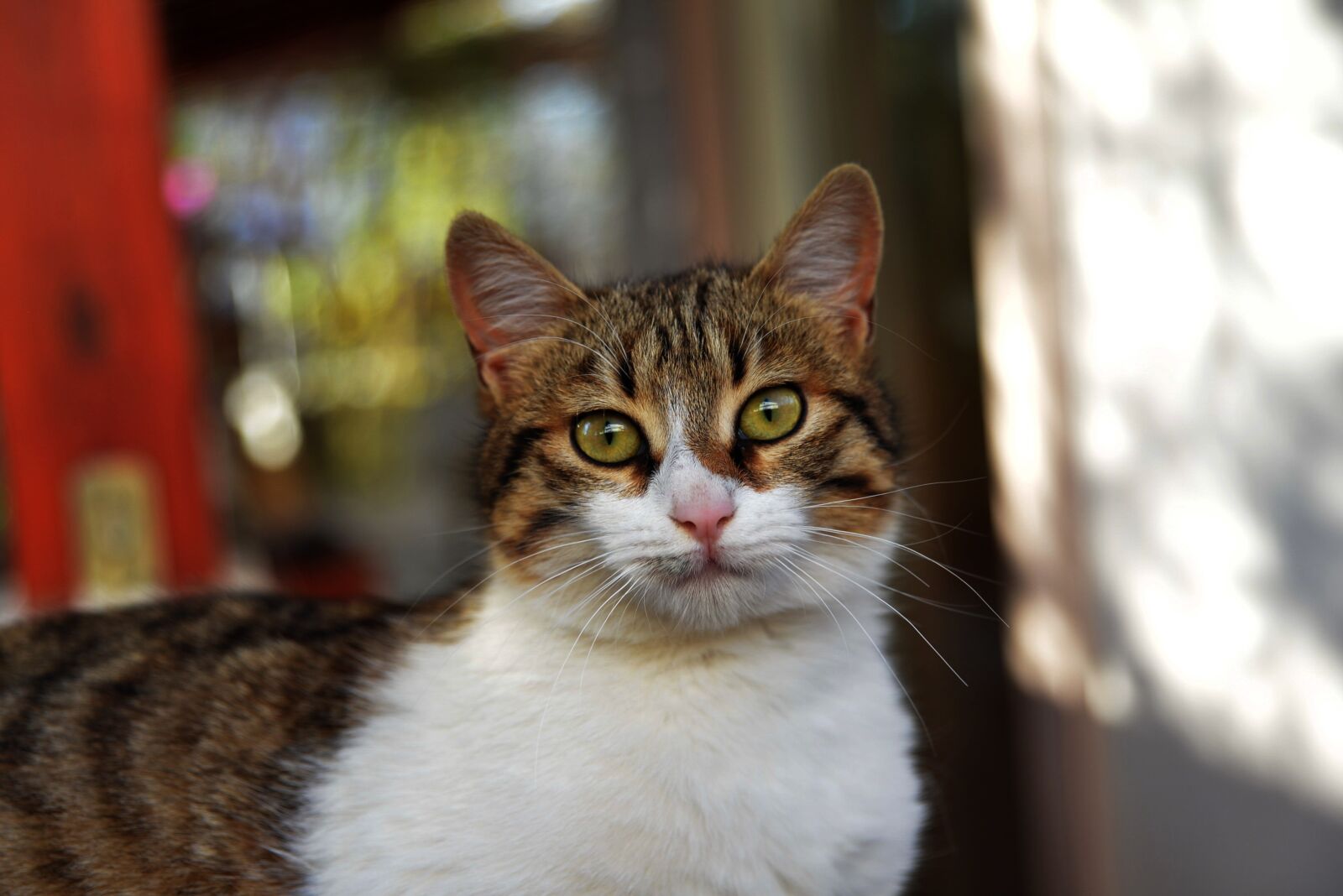 Nikon D800 sample photo - cImPPF32gq - ExploreCams