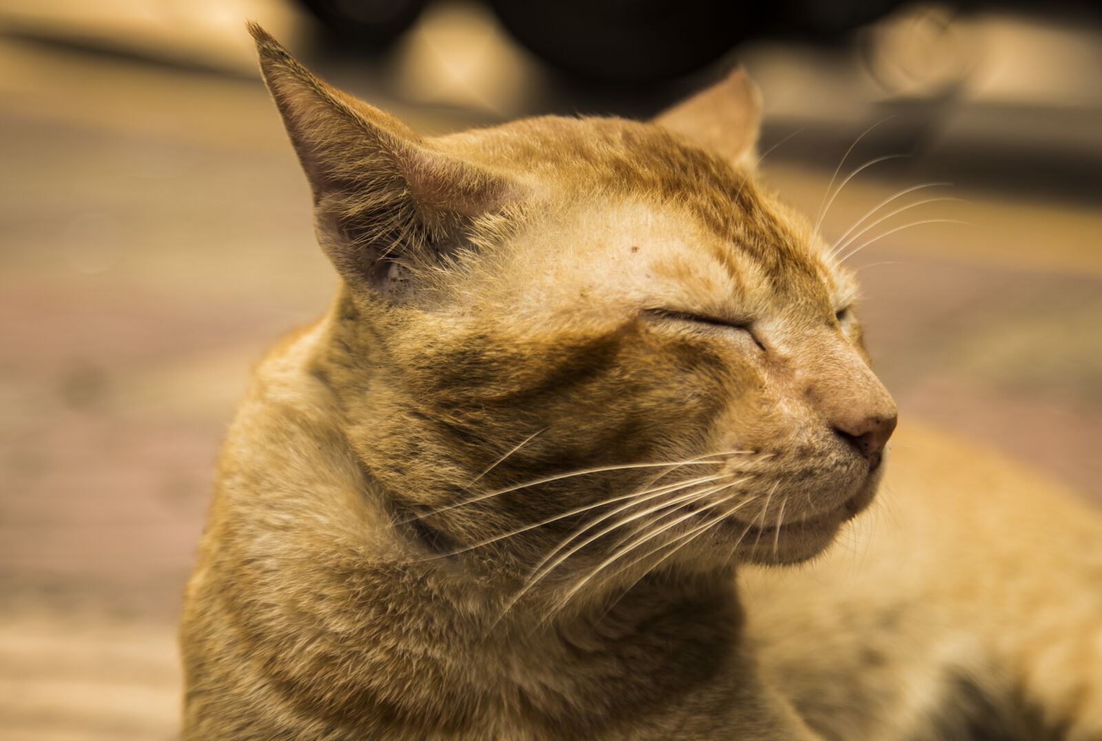 Canon EOS 6D sample photo - cYyQpQEd8G - ExploreCams