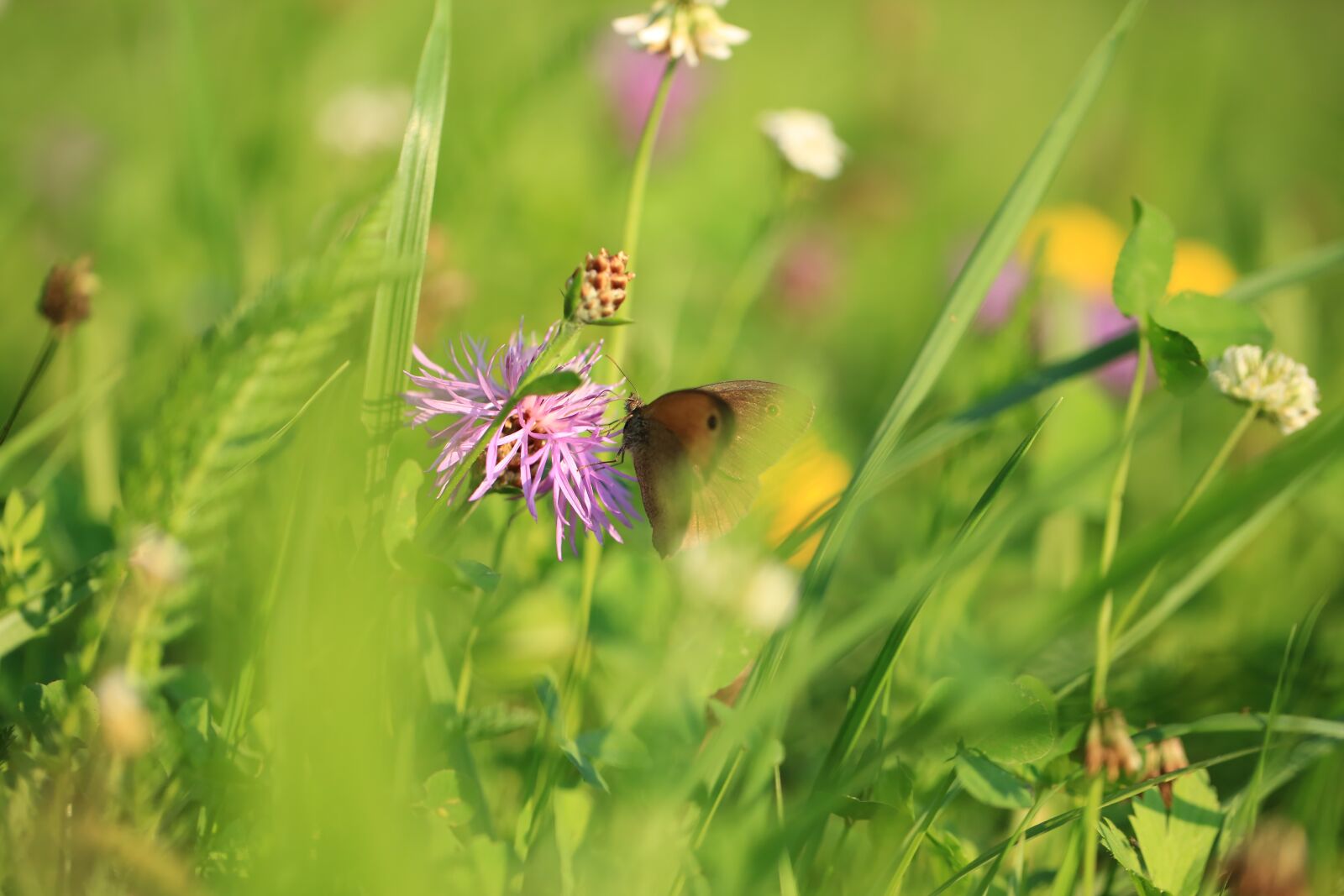 Canon EOS 5D Mark III sample photo - dm7JnEbfCl - ExploreCams