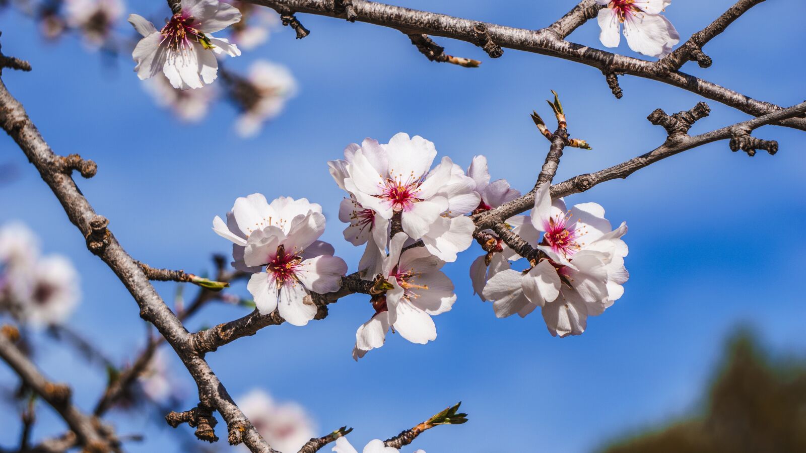 Sony A6000 Sample Photo Dwlu8vRuyq ExploreCams Sony A6000 Sample Photo Dwlu8vRuyq ExploreCams