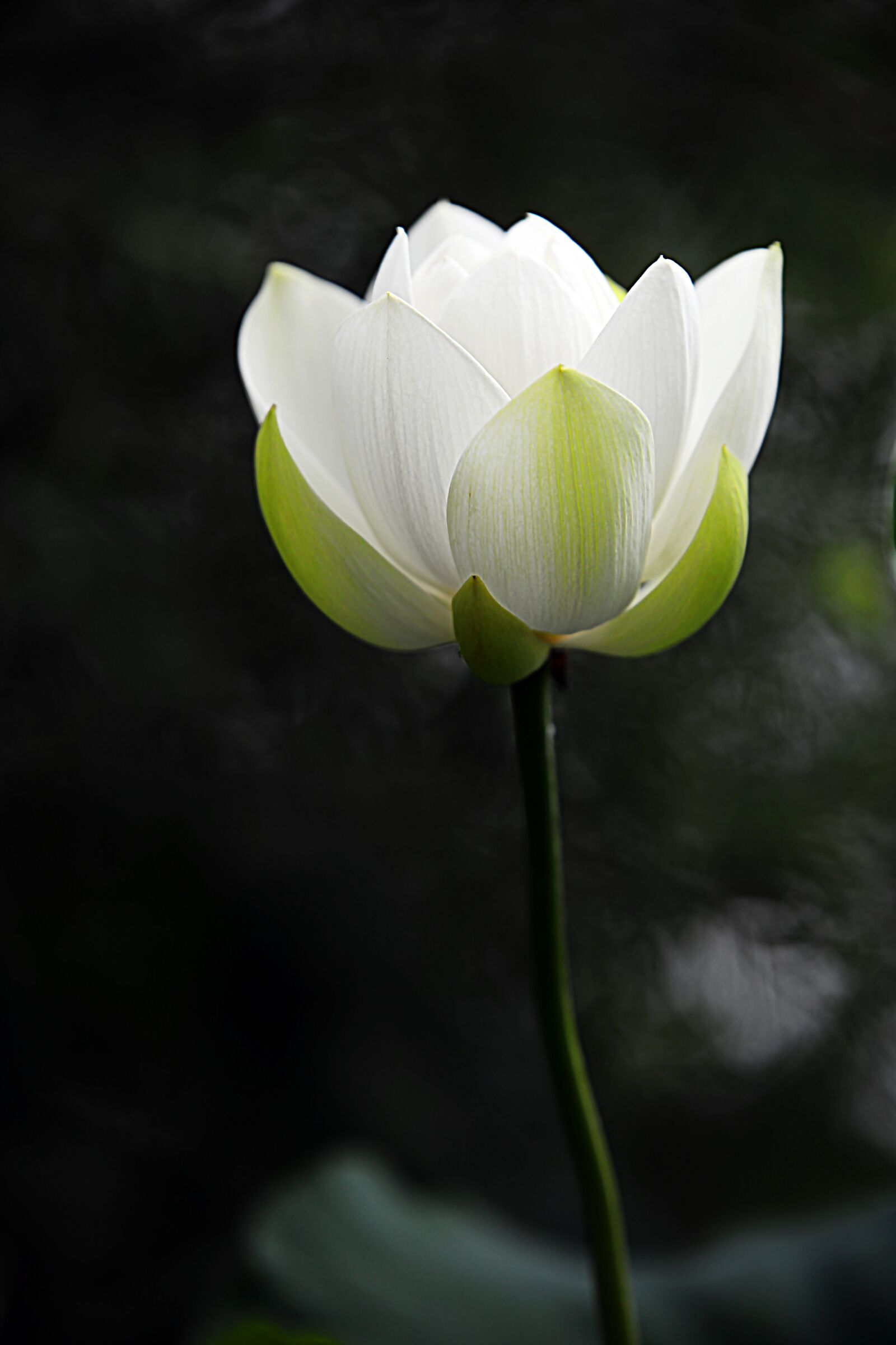 Canon EOS 6D sample photo - eTiAfGacnn - ExploreCams