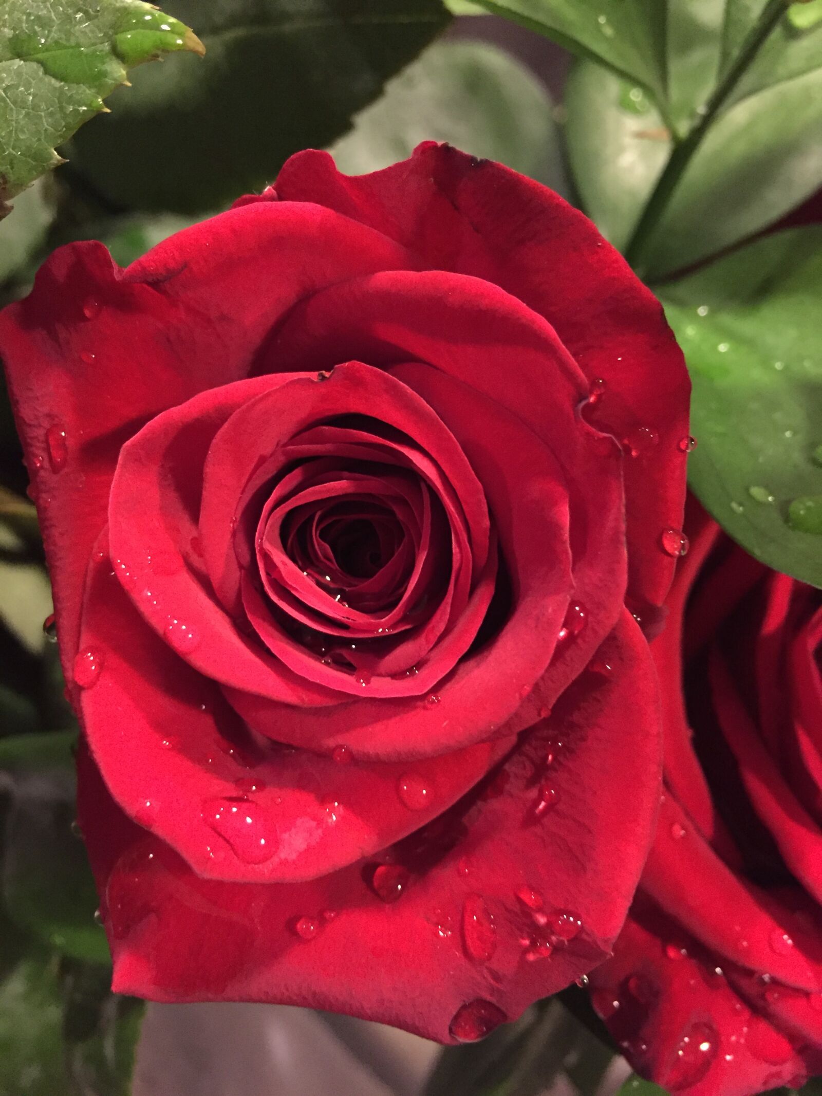 Apple iPhone 6 sample photo - gHGX7sjmPX - ExploreCams