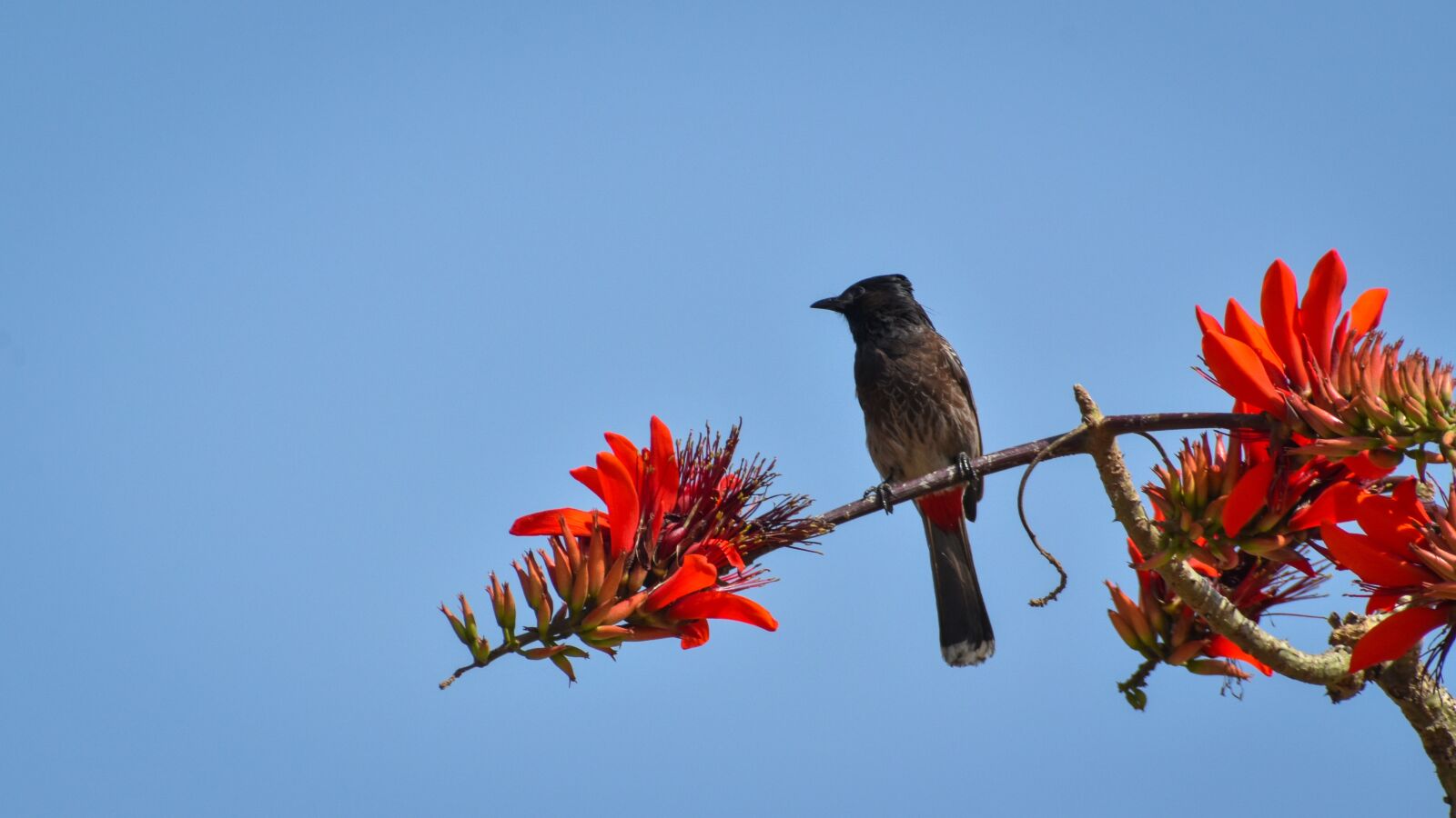 Nikon D3500 sample photo - gwuzTqYFOb - ExploreCams