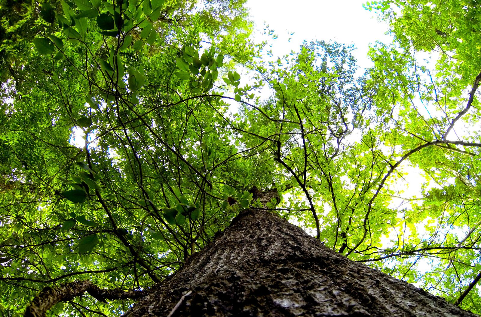 GoPro Hero3-Black Edition sample photo - gyuTwxnkl4 - ExploreCams