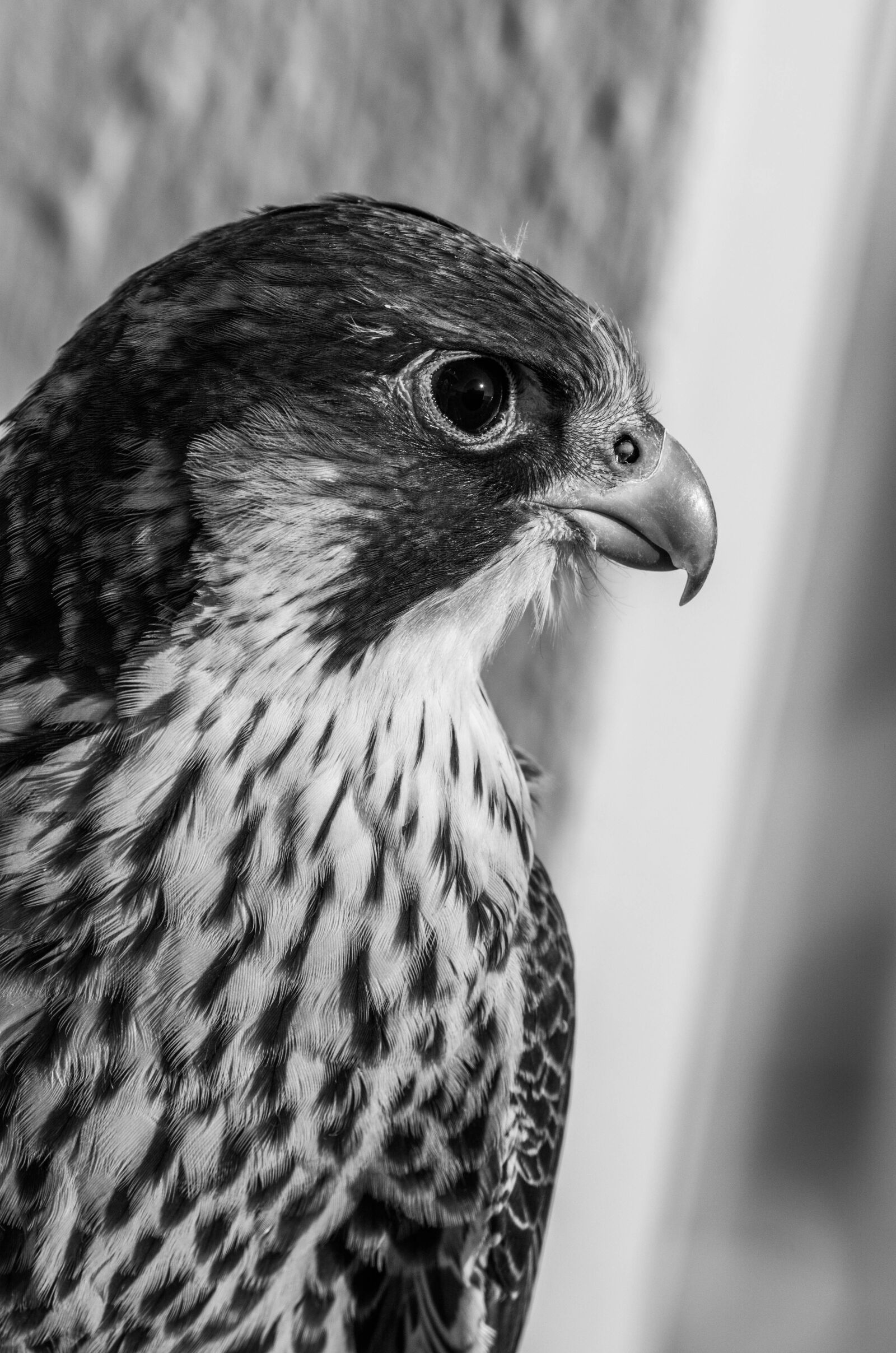 Nikon D5200 sample photo - gzhAzTSrVN - ExploreCams