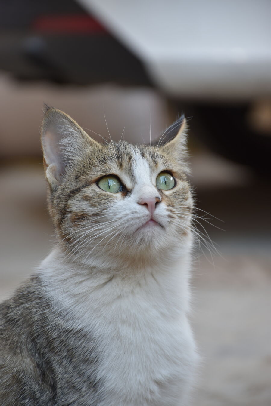 Nikon D5600 sample photo - hGNBK9mYEM - ExploreCams