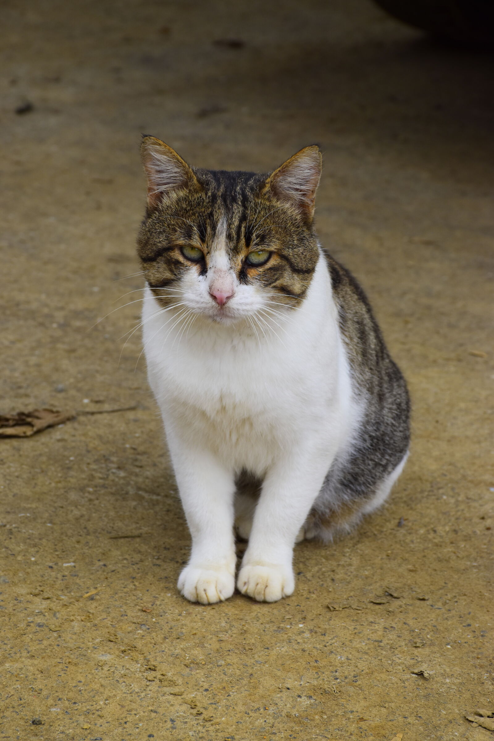 Nikon D5600 sample photo - hXJLLZBLj8 - ExploreCams