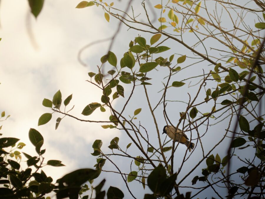 Nikon D3100 sample photo - k88wkUi65m - ExploreCams